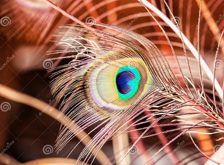 Bella piuma del pavone immagine stock. Immagine di decorativo - 116145705