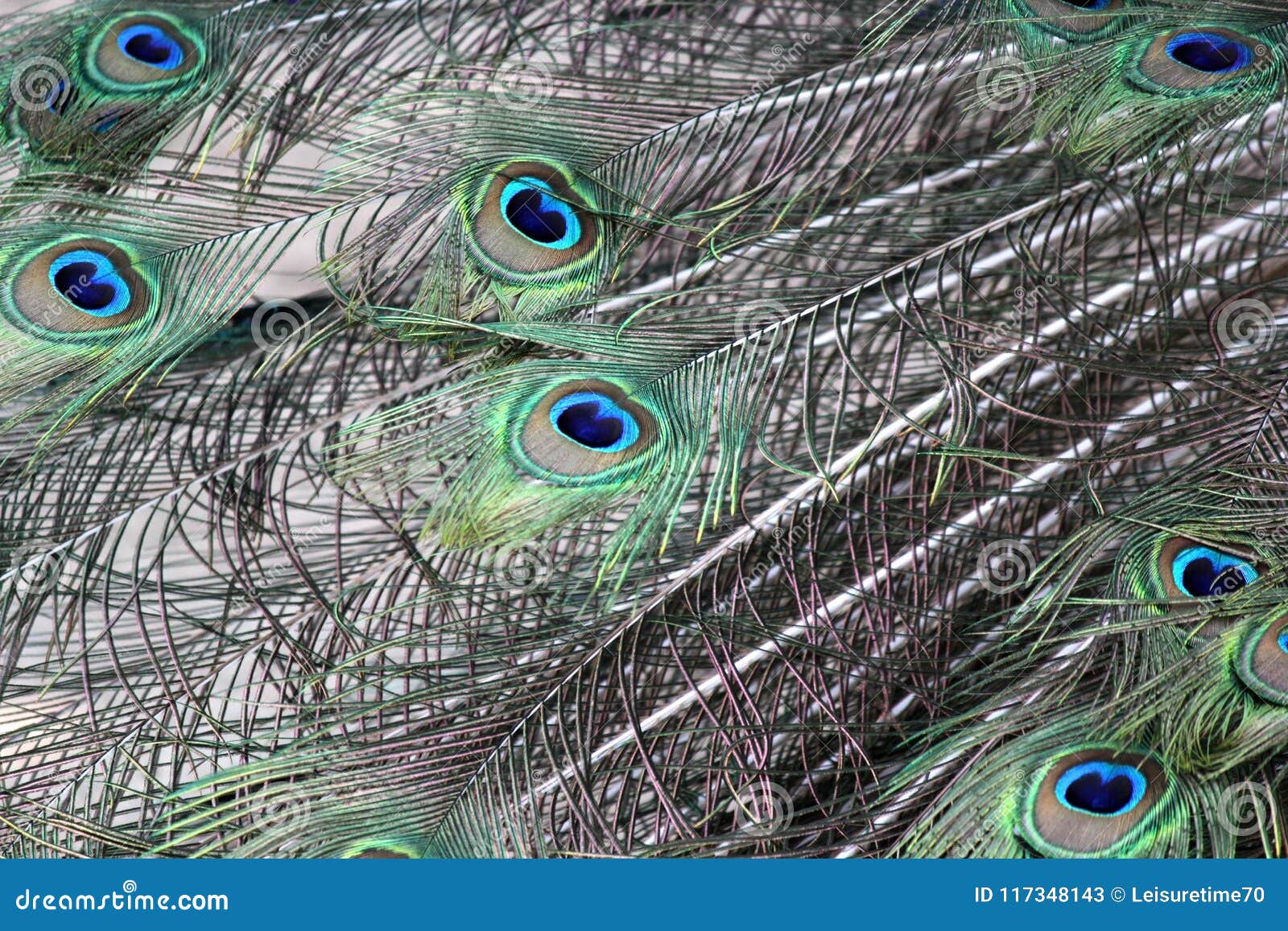 Bella Piuma Naturale Del Pavone Immagine Stock - Immagine di natura ...