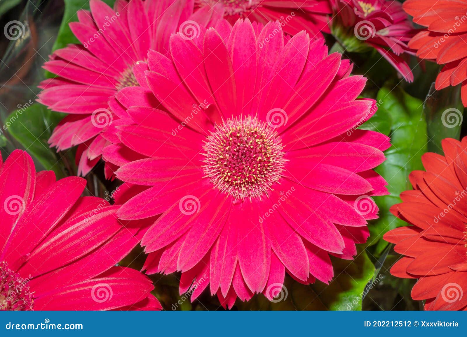 Bella Planta De Gerbera Rosada Cerca Foto de archivo - Imagen de ...