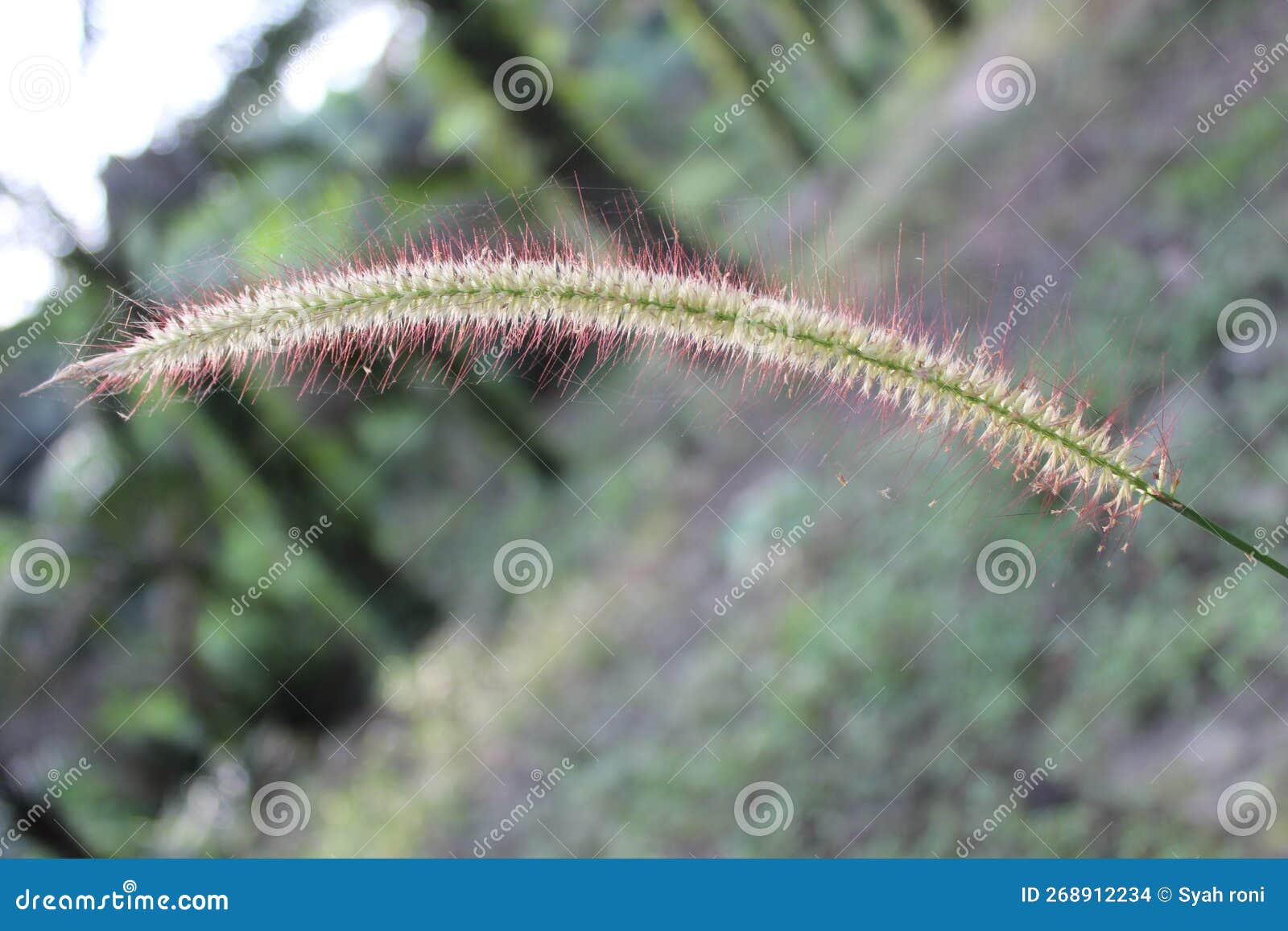 Bella Planta De Pasto Peludo Largo Foto de archivo - Imagen de hermoso ...