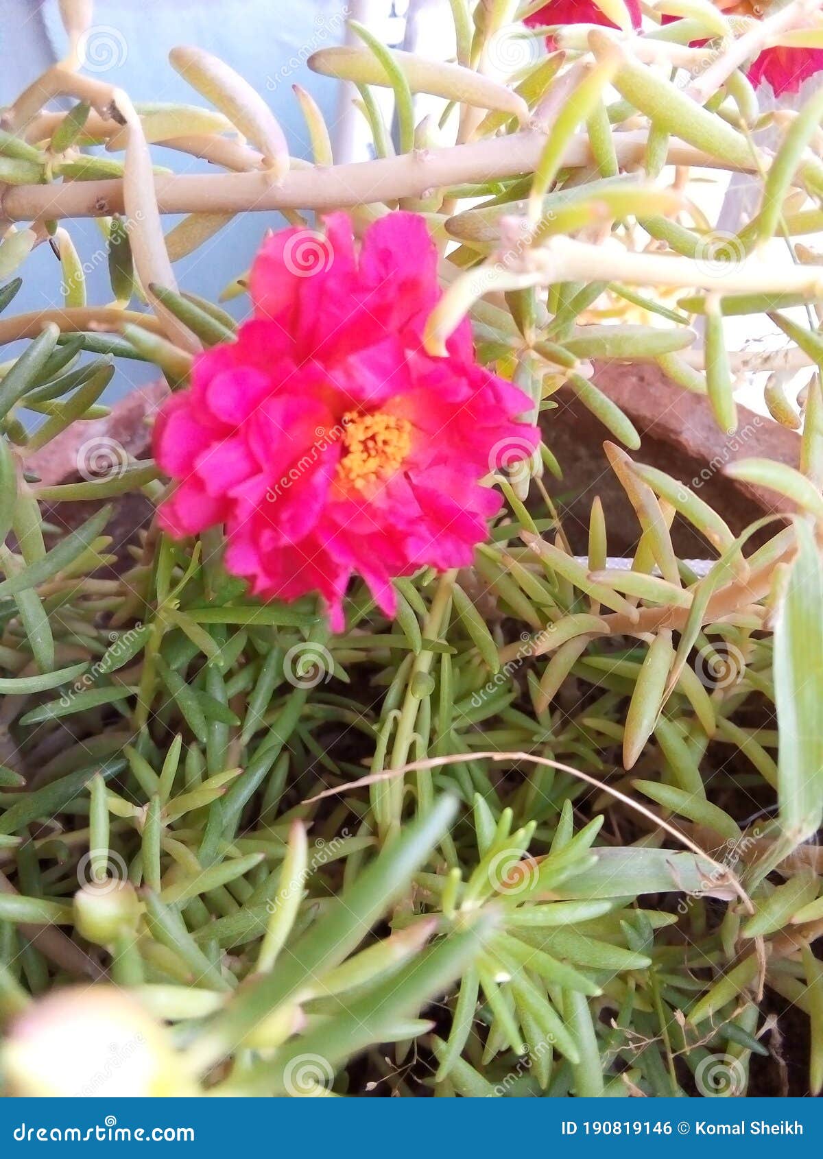 Bella Planta Rosa Con Hojas Verdes Foto de archivo - Imagen de hierba ...