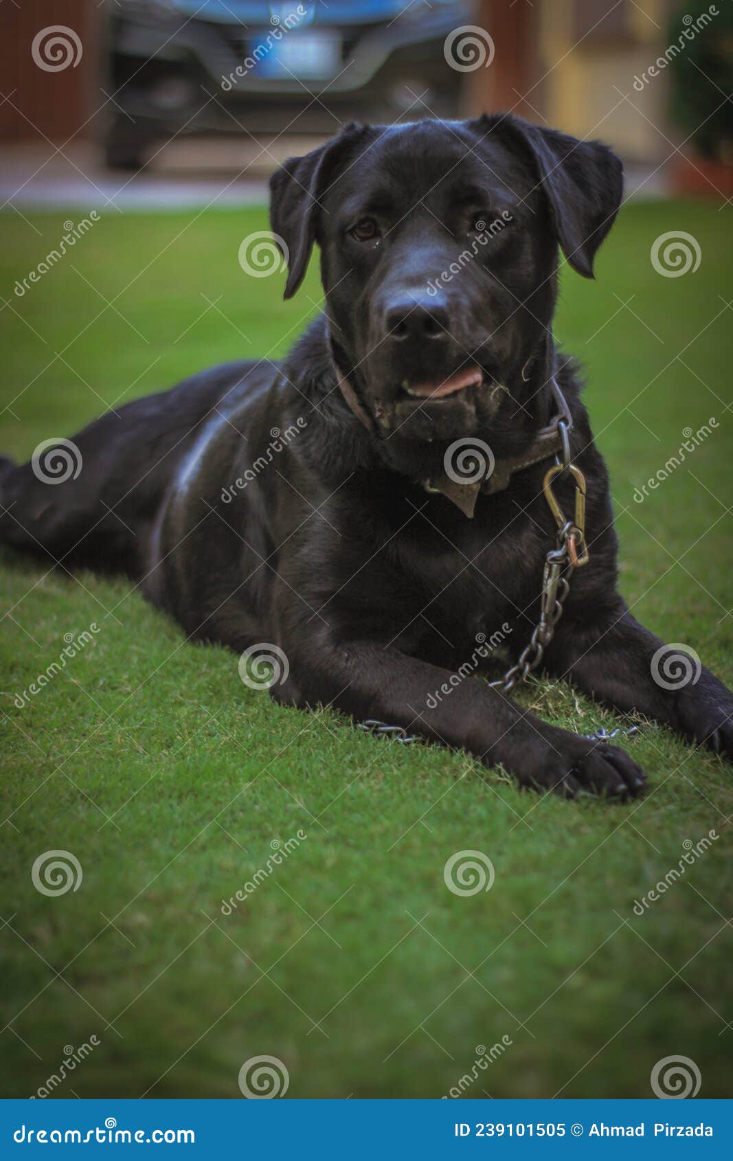Lebra stock image. Image of snout, carnivore, bella - 239101505