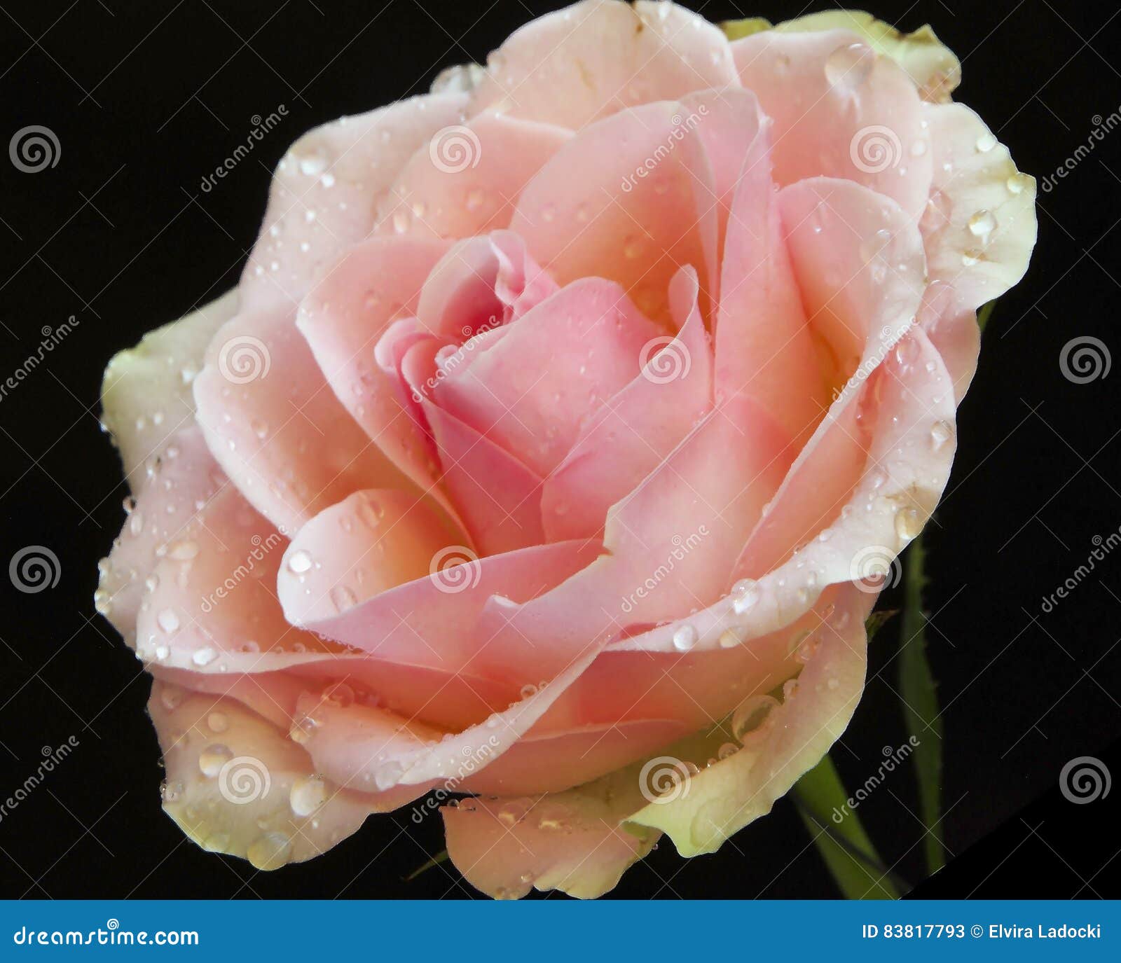 Bella Rosa immagine stock. Immagine di arancione, rosa - 83817793