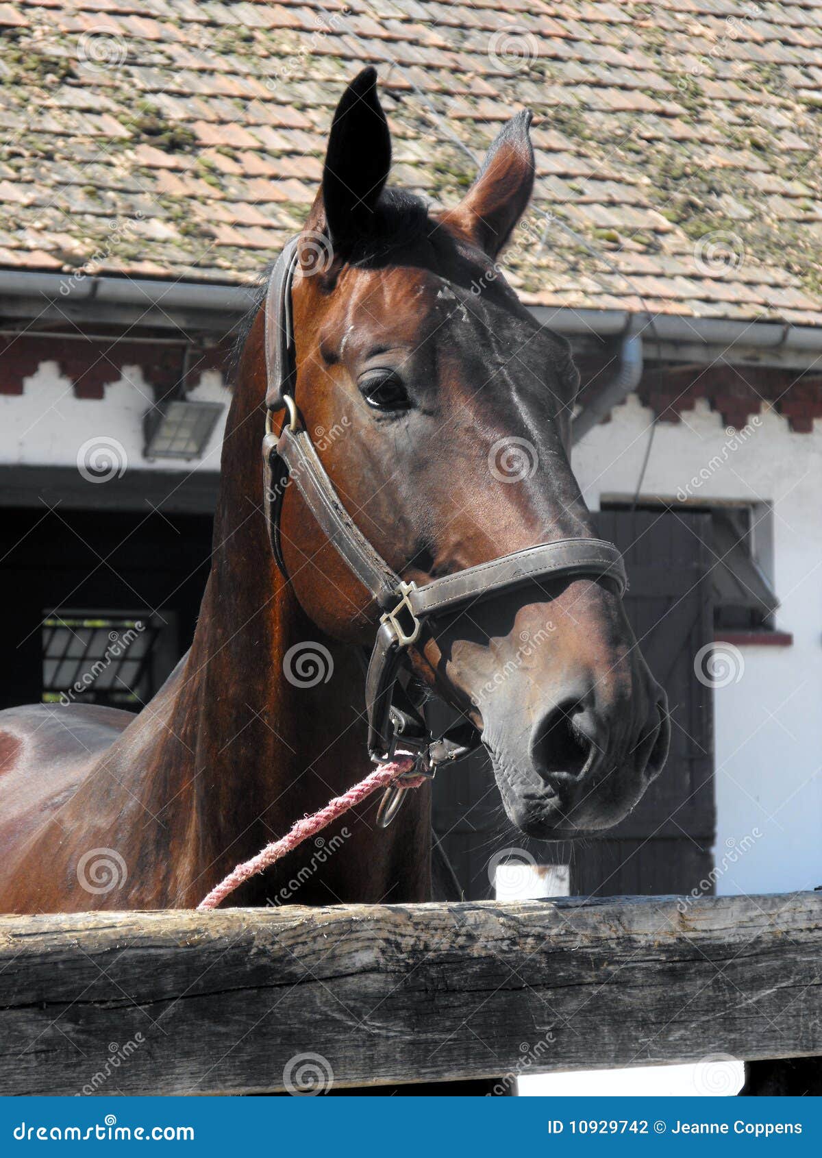 Bella testa del cavallo. fotografia stock. Immagine di orgoglio - 10929742
