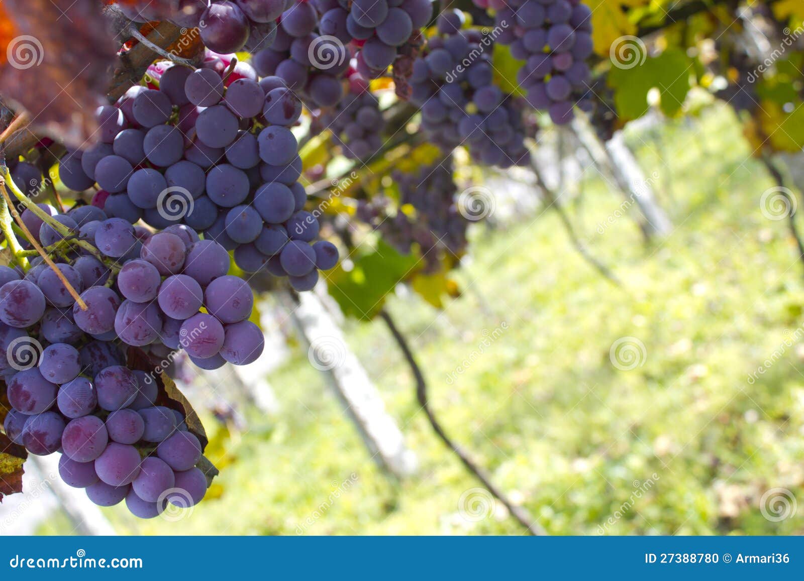 Bella vigna fotografia stock. Immagine di raccolta, azione - 27388780