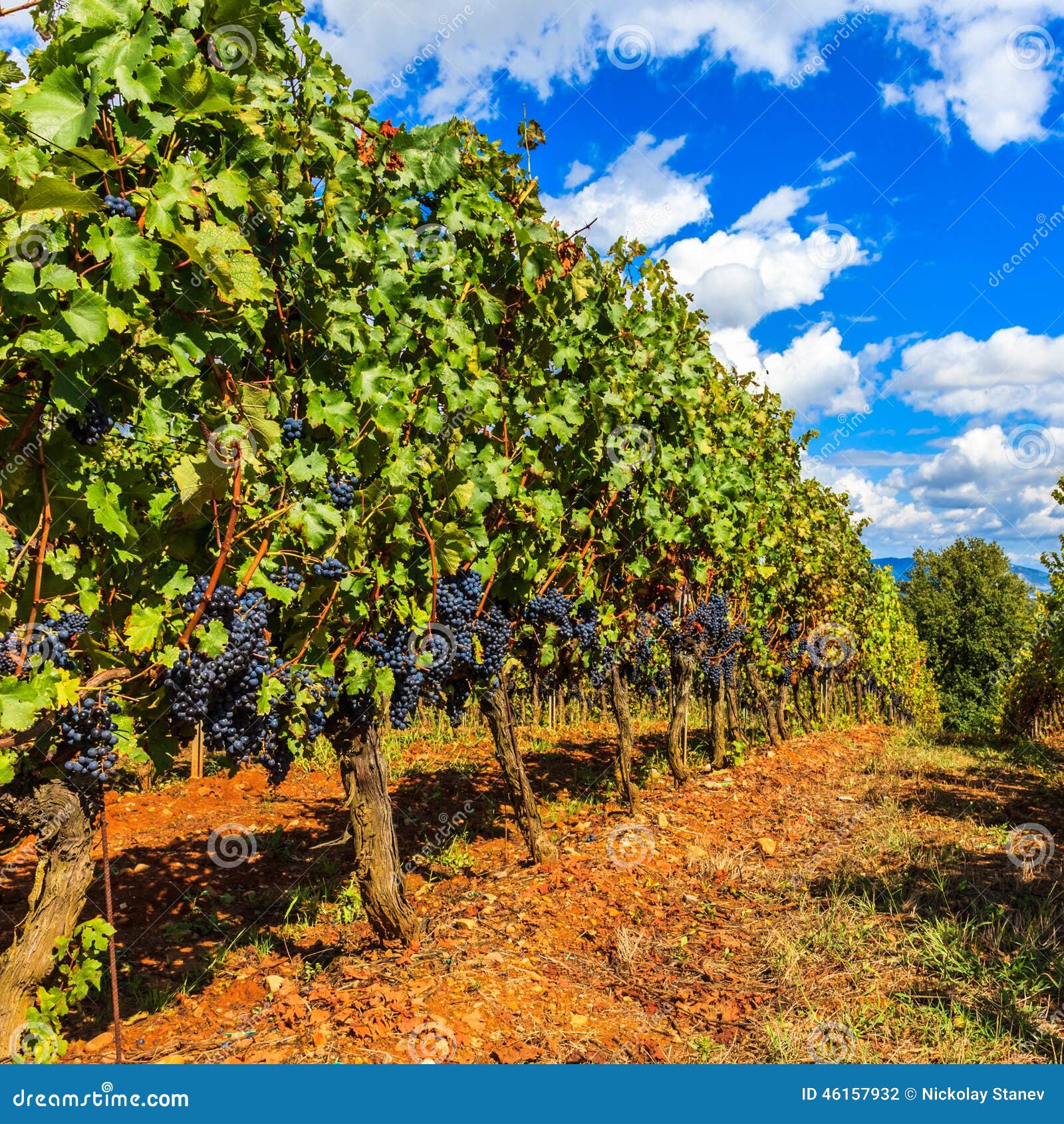 Bella vigna toscana fotografia stock. Immagine di raccolto - 46157932