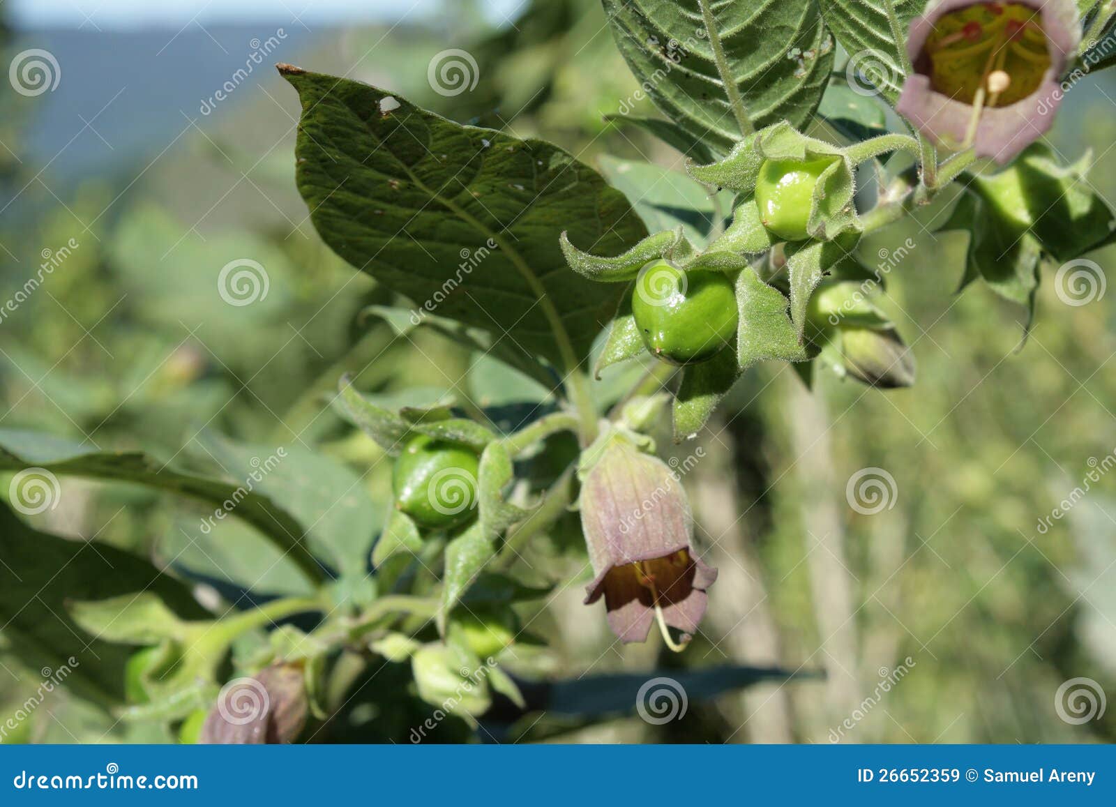 Belladone image stock. Image of flore, angiospermes, biodiversité ...