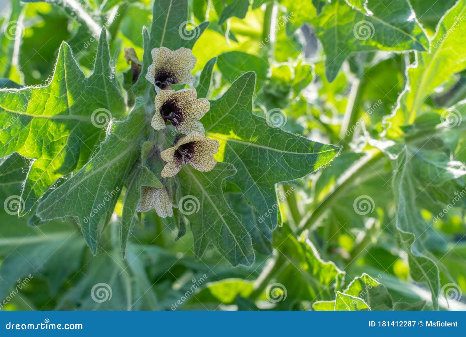 Belladonna Medicinal Plant, Flowers and Leaves Close-up in Backlight ...