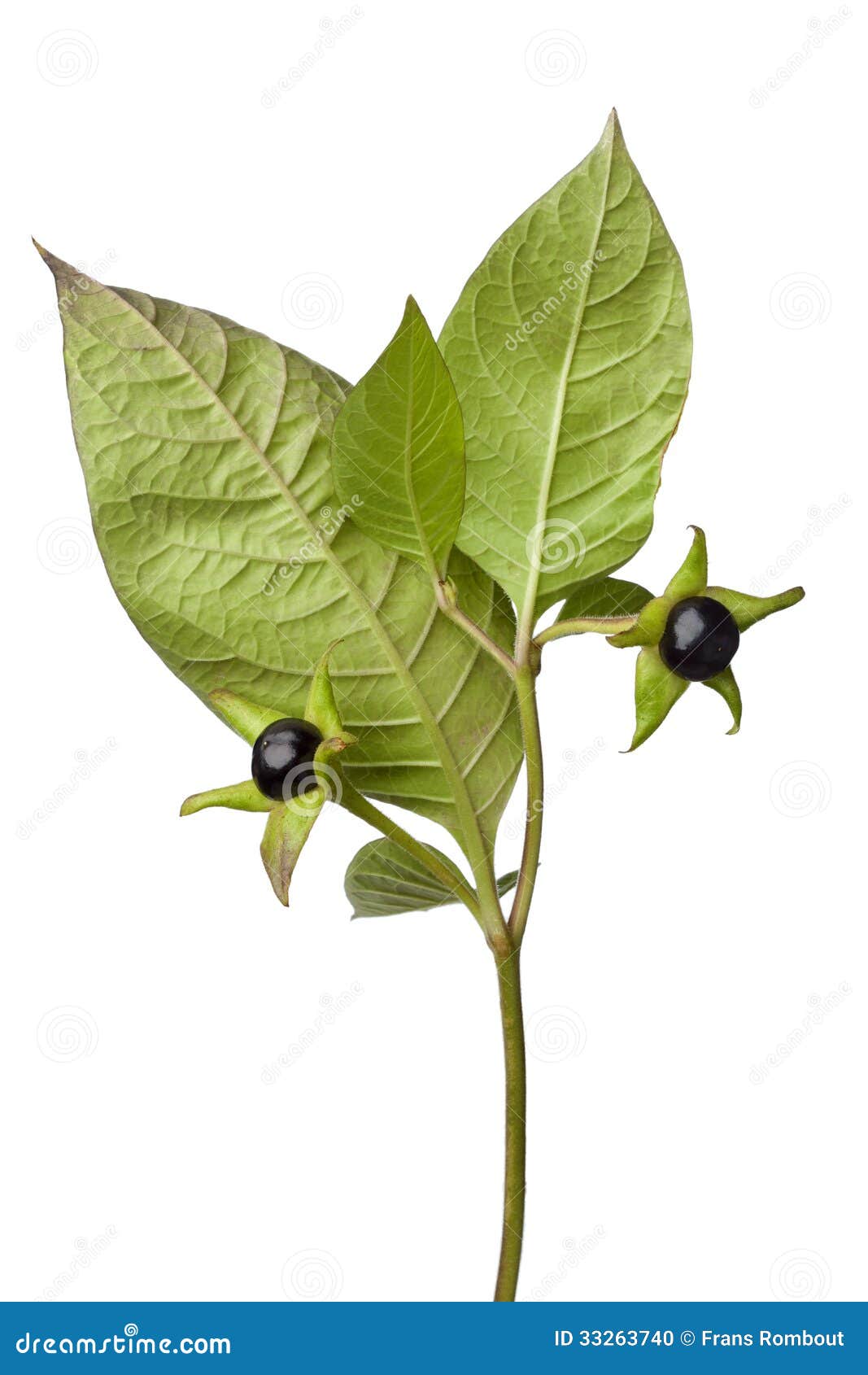 Belladonna berries stock photo. Image of studio, deadly - 33263740