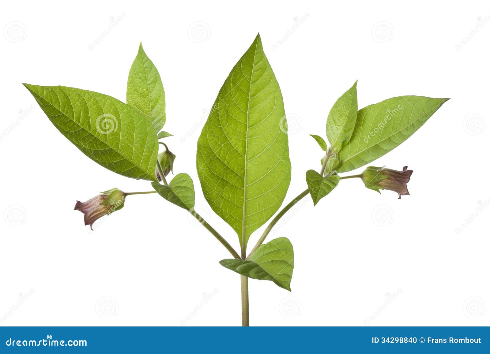 Belladonna plant stock photo. Image of white, plant, poison - 34298840