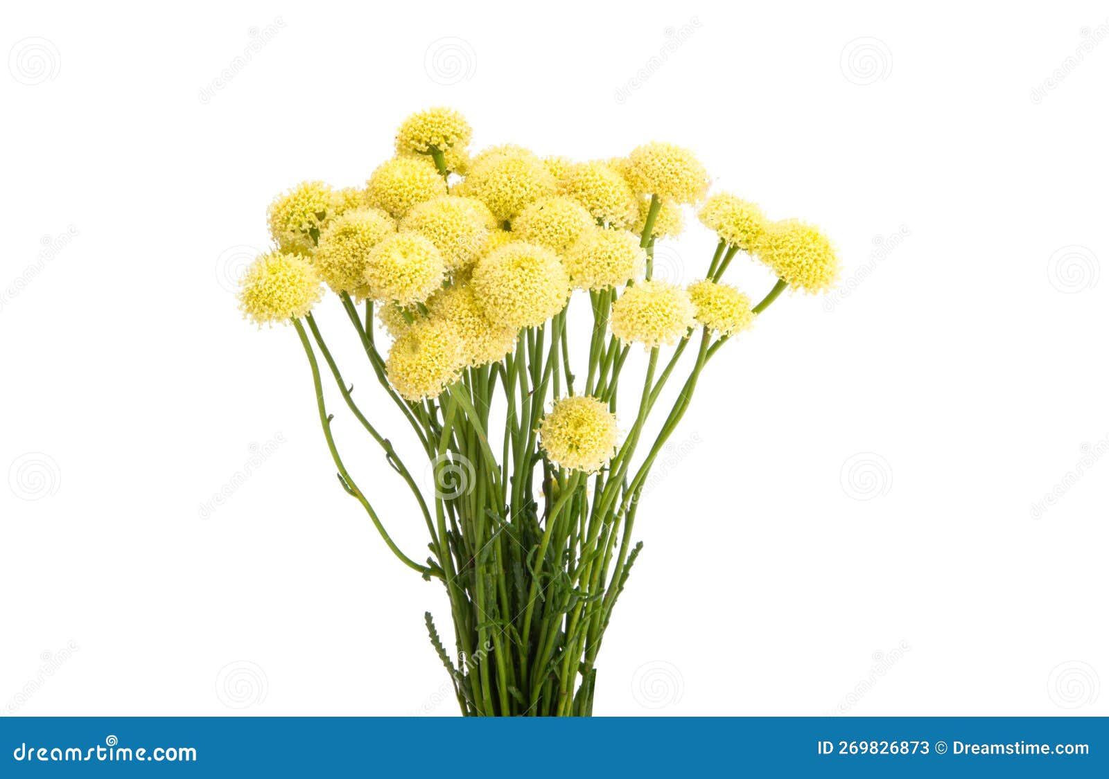 Bellas flores de craspedia imagen de archivo. Imagen de forma - 269826873