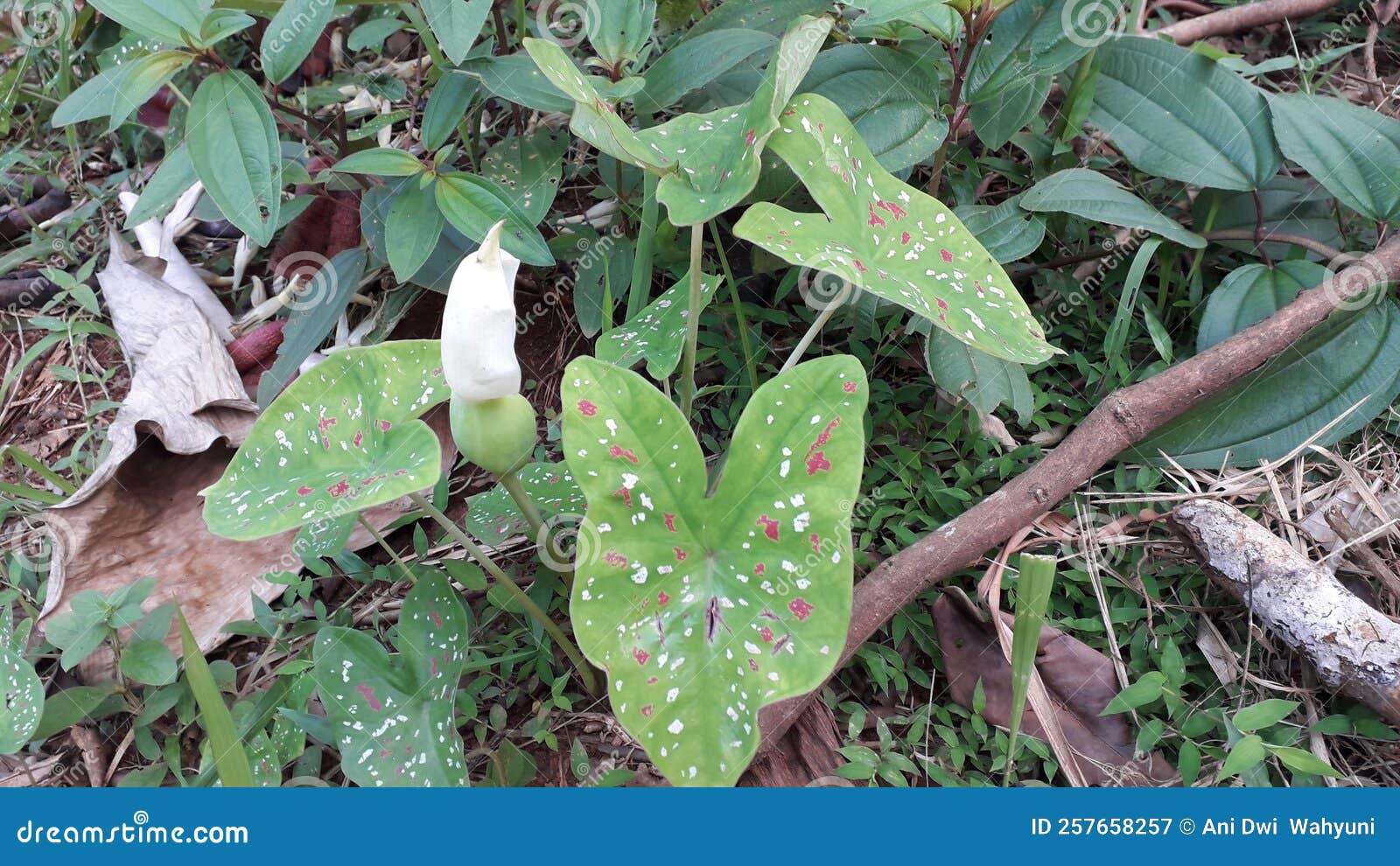 Bellas Hojas De Calladium De Color Blanco Y Rojo Imagen de archivo ...