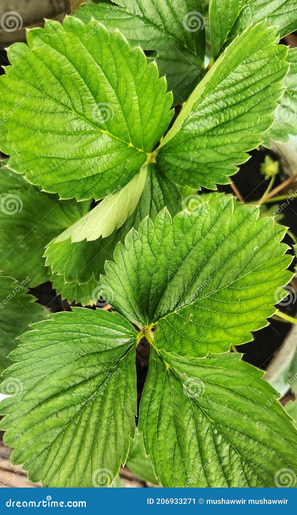 Bellas hojas de fresa imagen de archivo. Imagen de producto - 206933271