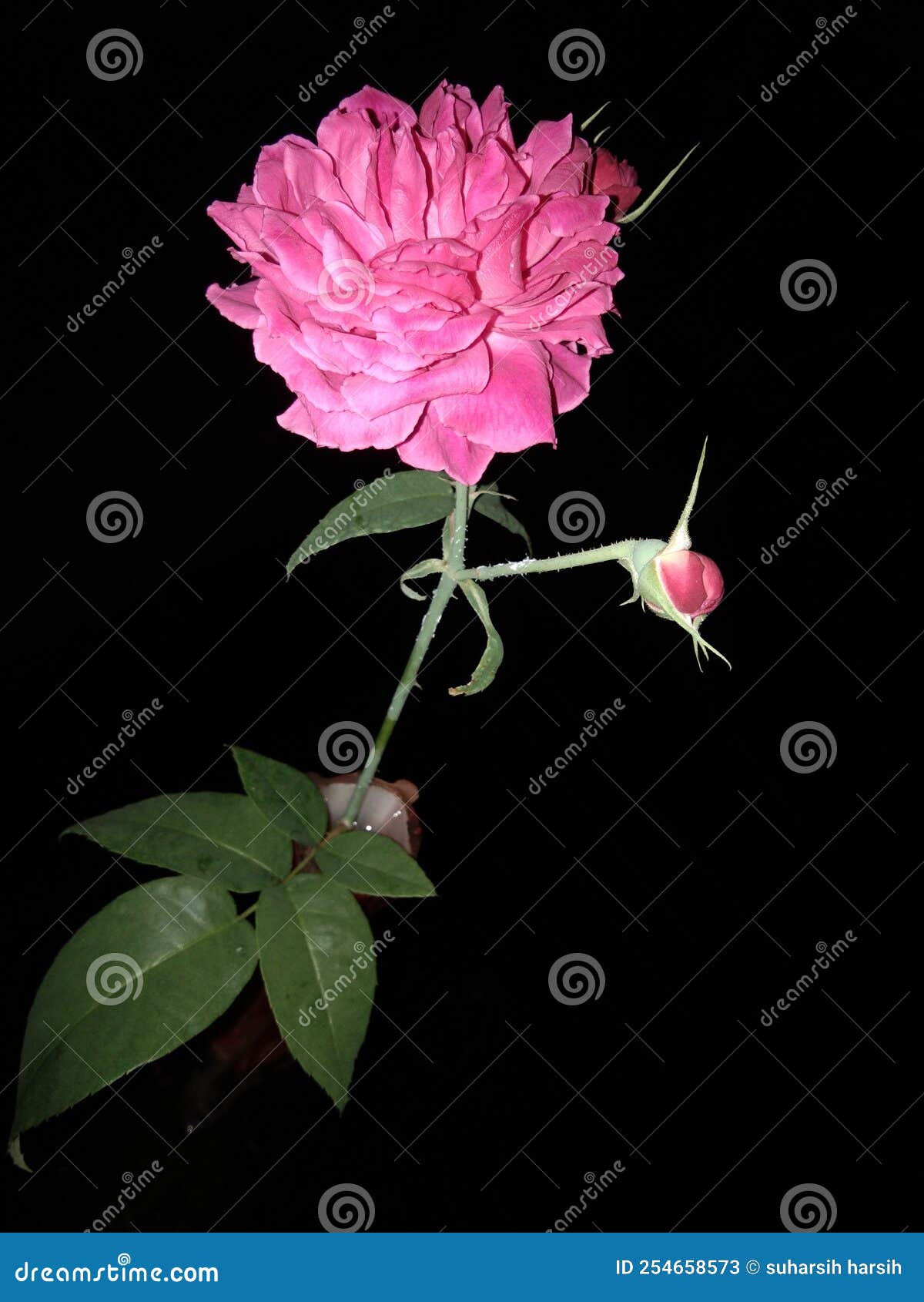 Bellas Rosas En La Oscuridad Y Solas Imagen de archivo - Imagen de rosa ...