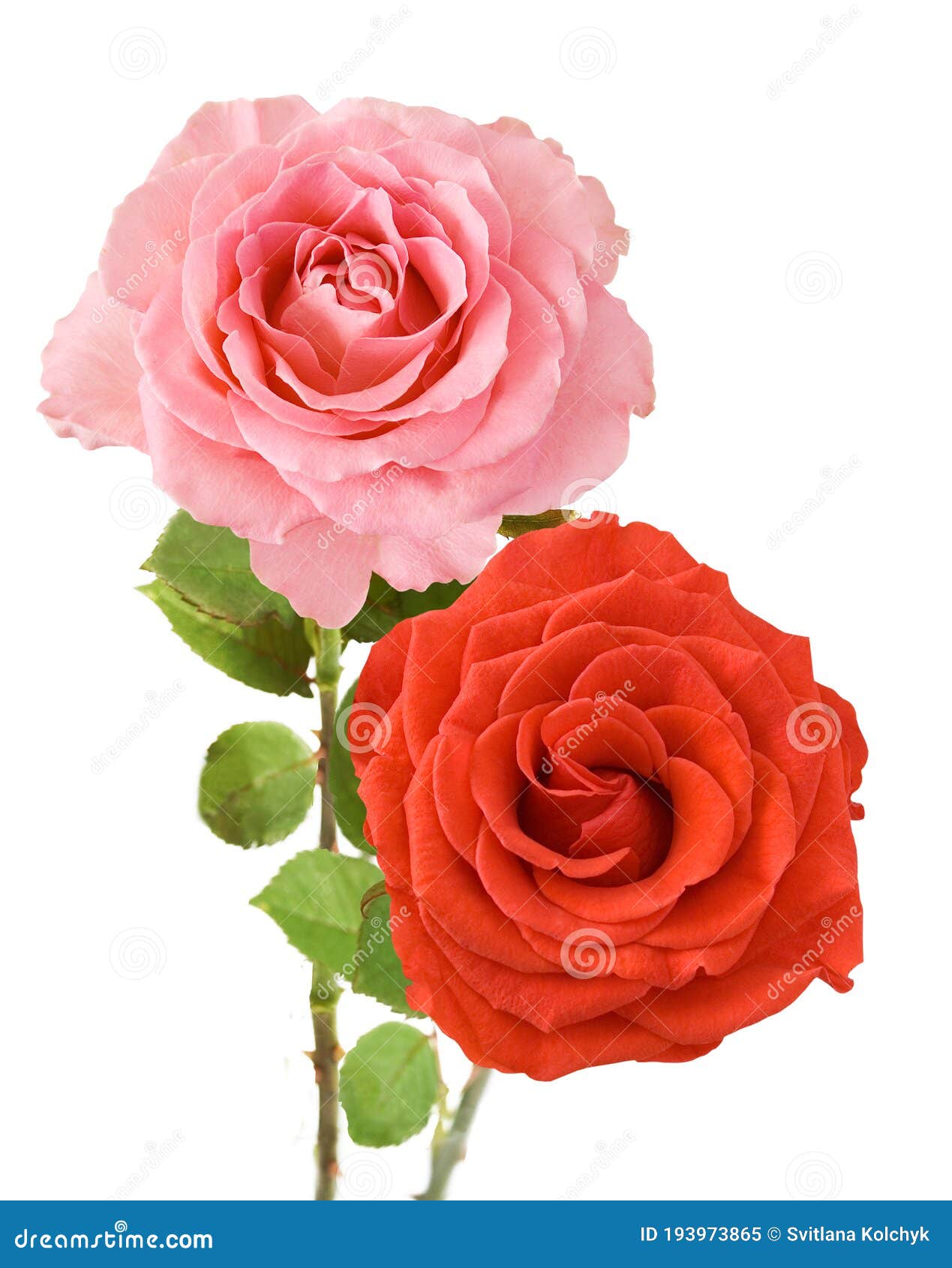 Bellas Rosas Ramas Aisladas En Blanco Imagen de archivo - Imagen de ...