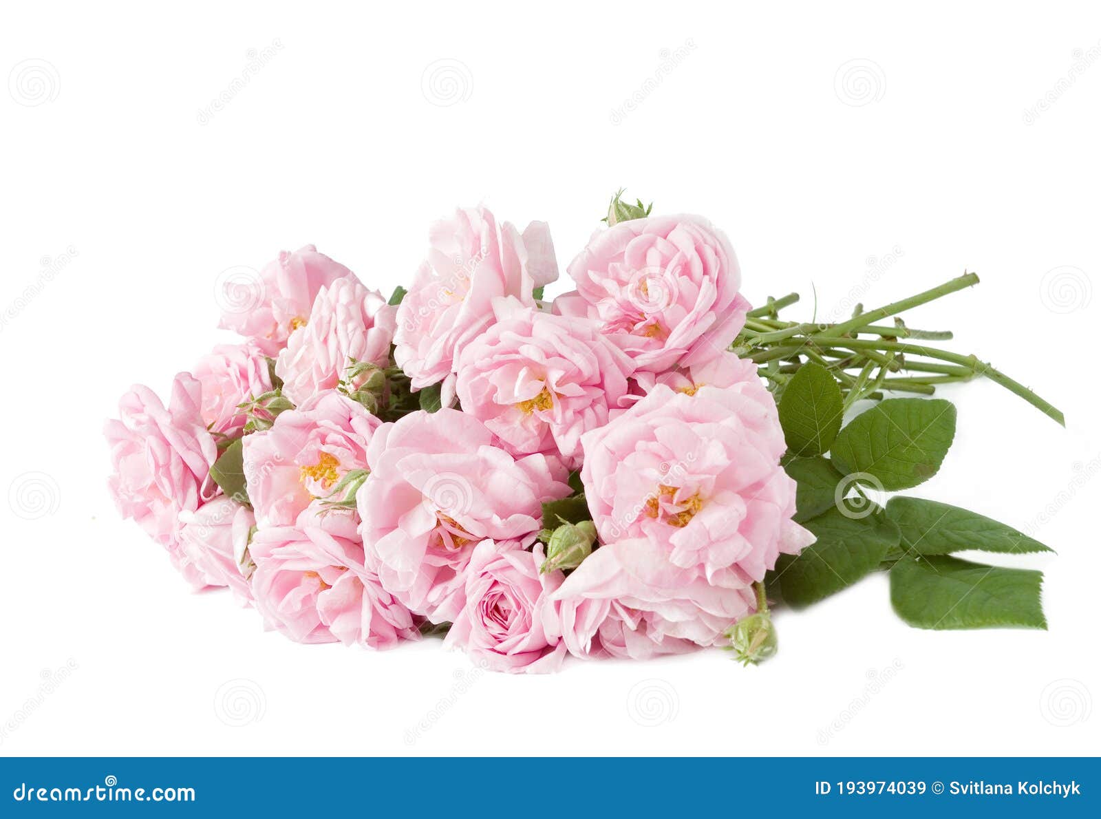 Bellas Rosas Ramas Aisladas En Blanco Imagen de archivo - Imagen de ...