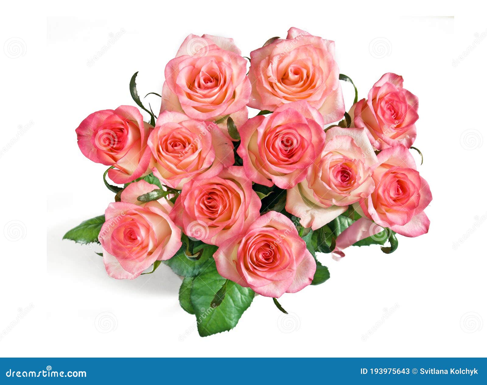 Bellas Rosas Ramas Aisladas En Blanco Imagen de archivo - Imagen de ...