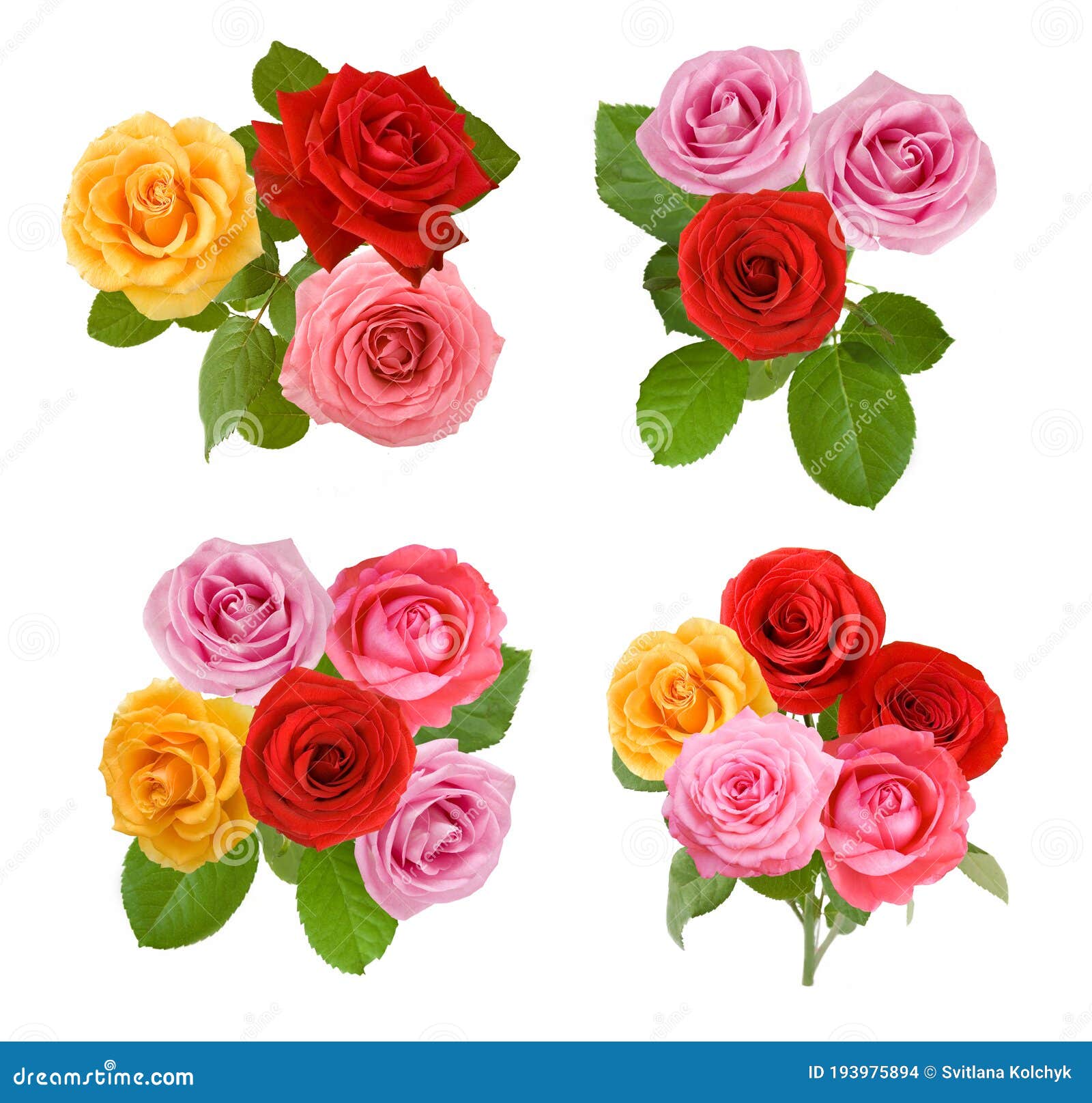 Bellas Rosas Ramas Aisladas En Blanco Foto de archivo - Imagen de ...