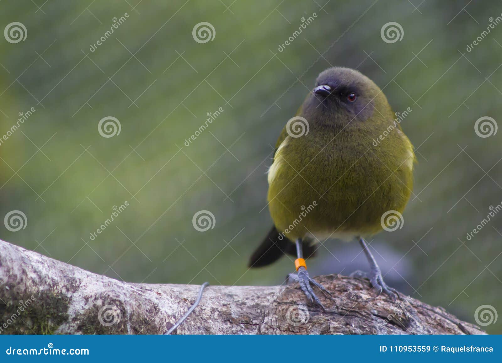 Bellbird o Korimako immagine stock. Immagine di carino - 110953559