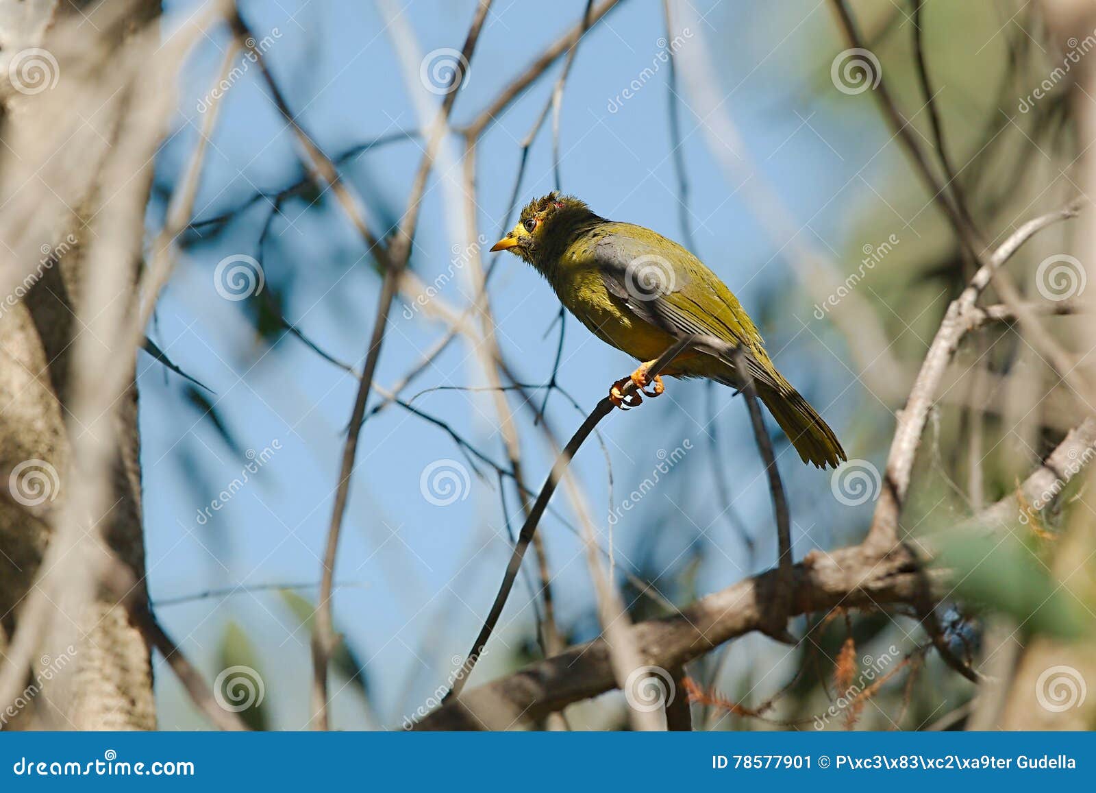 Bellbird in the trees stock image. Image of miner, nature - 78577901