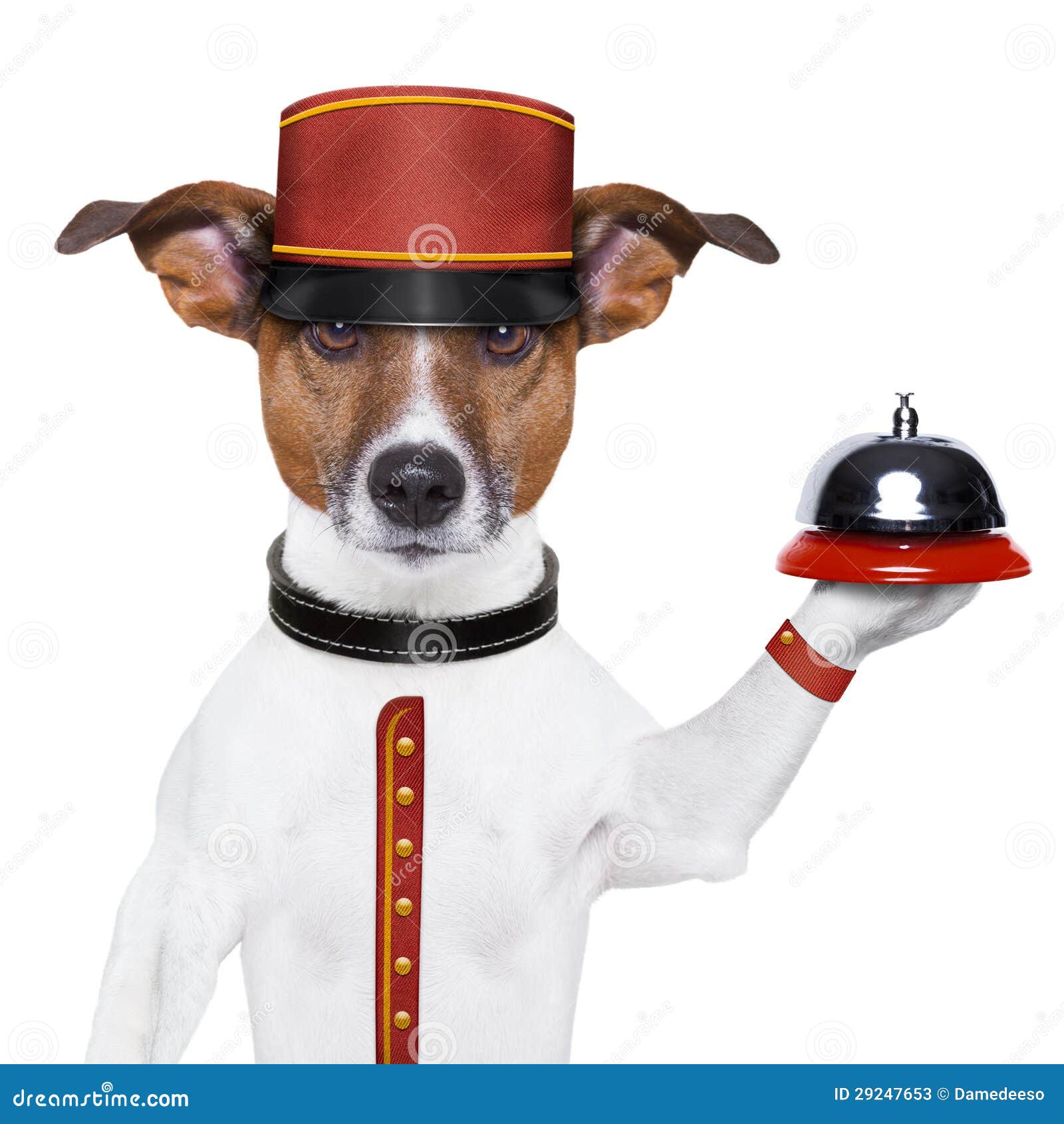 Bellboy dog stock image. Image of hospitality, luxury - 29247653