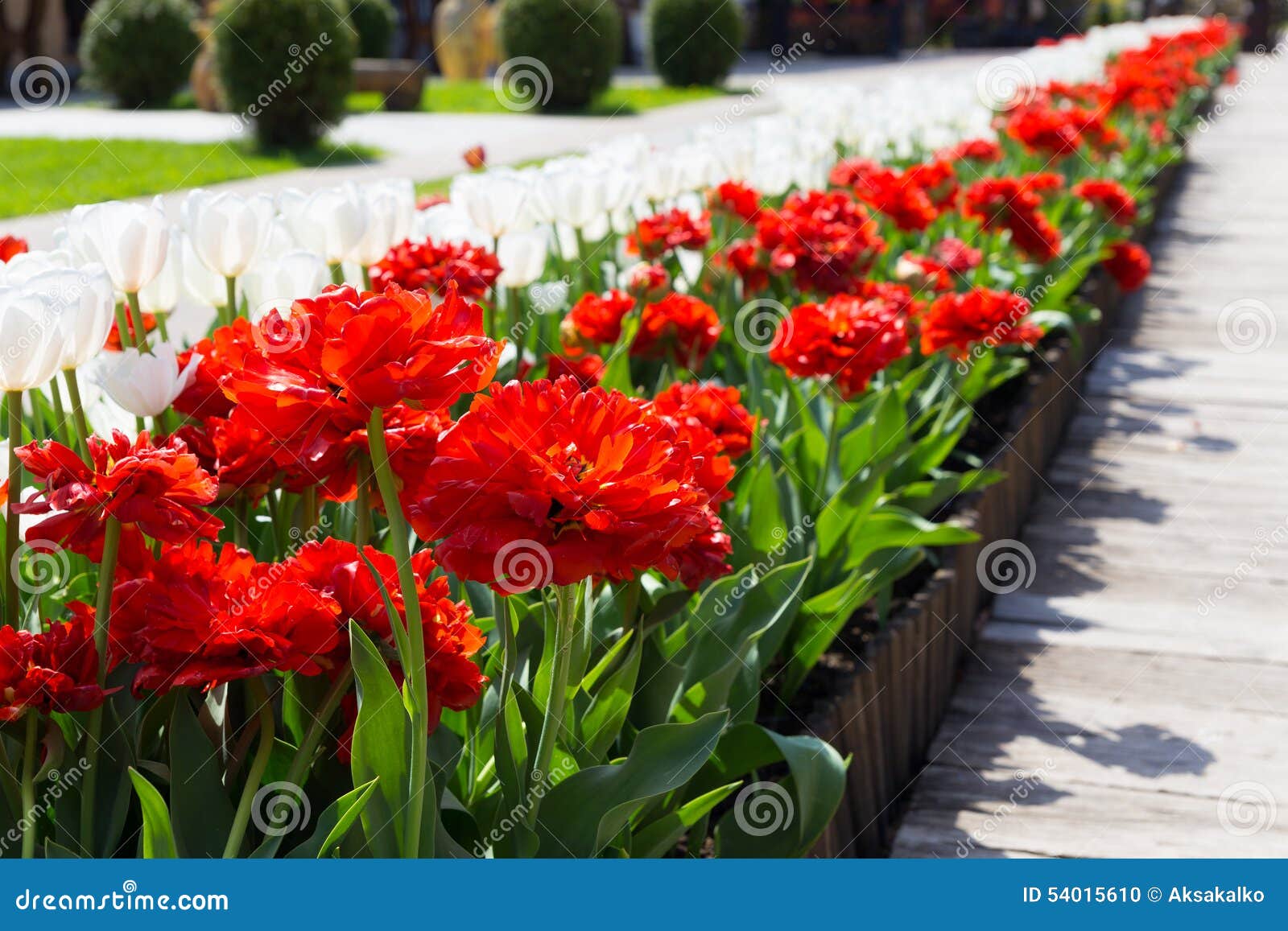 Belle allée de fleur photo stock. Image du botanique - 54015610