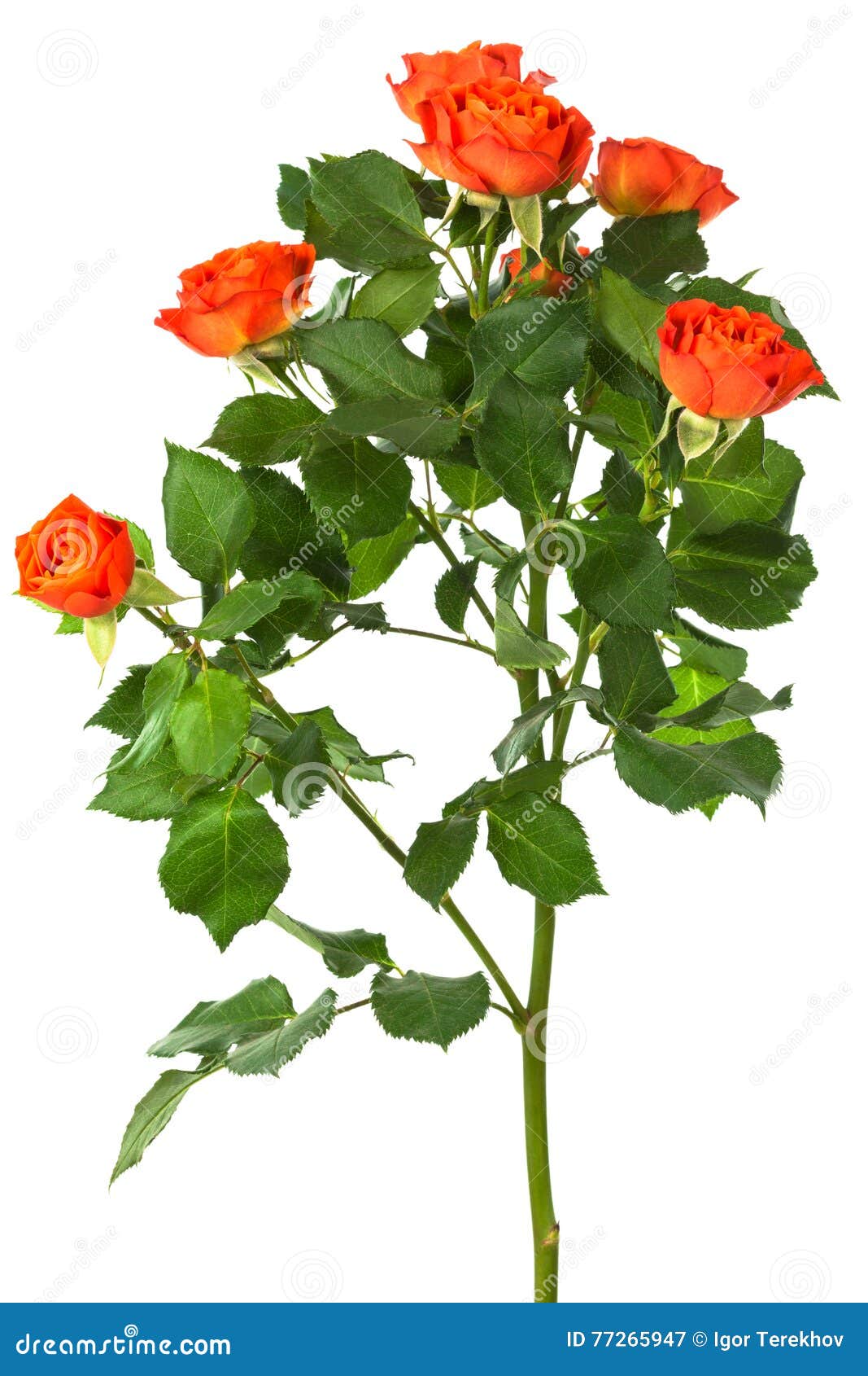 Belle branche des roses image stock. Image du floral - 77265947