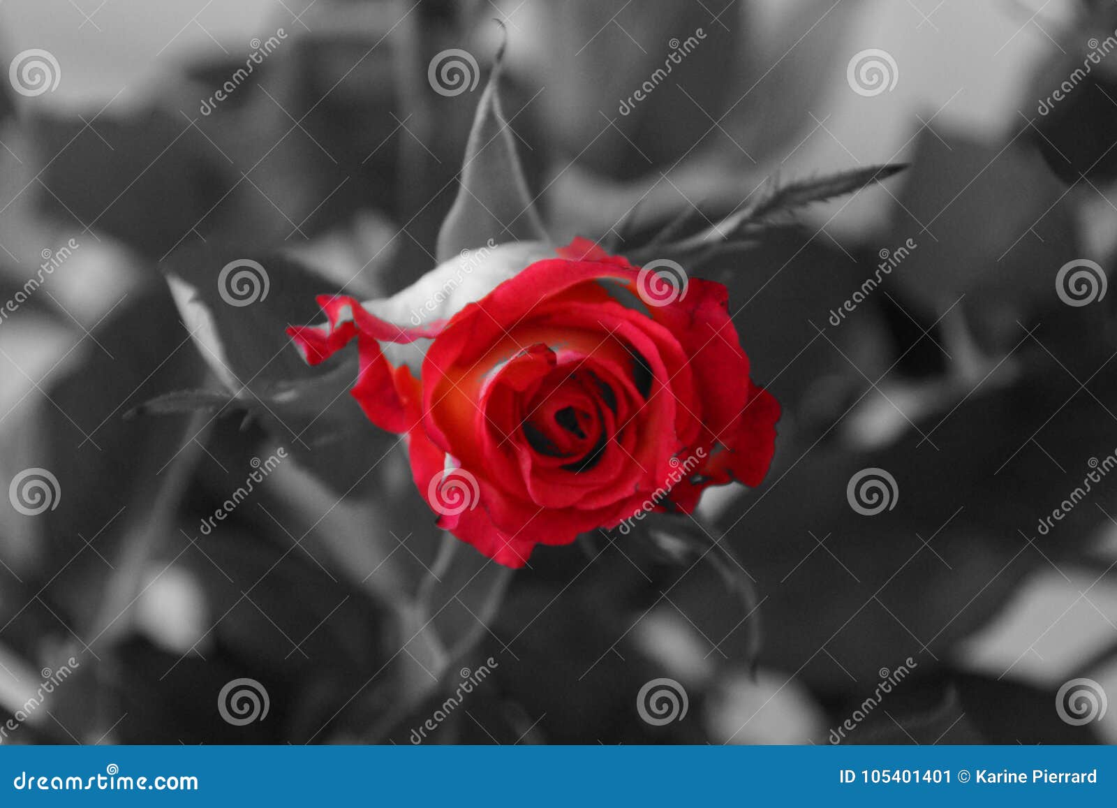 Belle Cor-de-rosa Em Preto E Branco Front View Imagem de Stock - Imagem ...