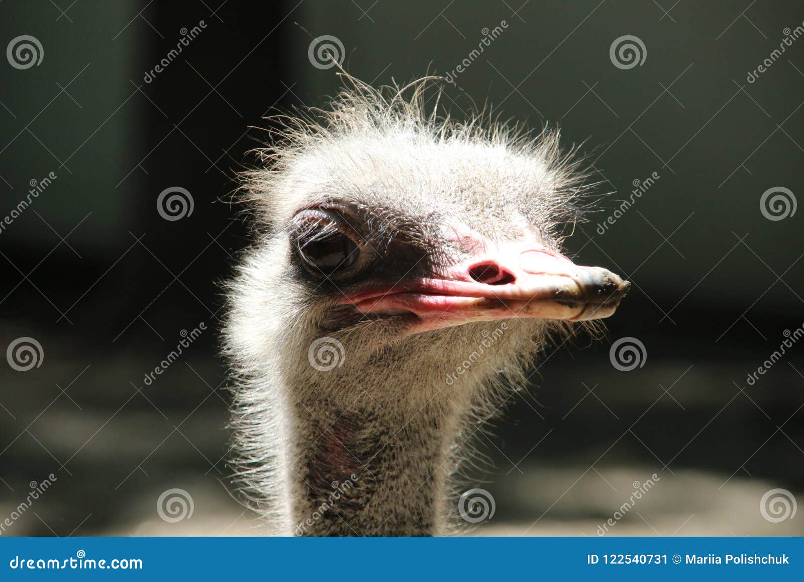 Belle Et Unique Autruche D'Africain D'oiseau Image stock - Image of ...
