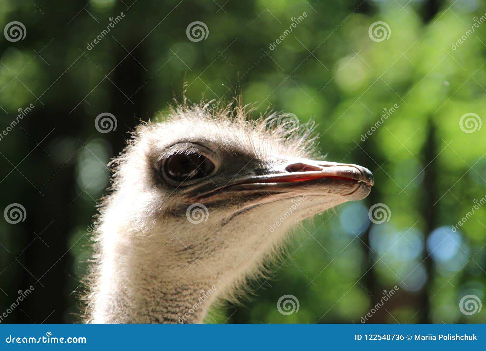 Belle Et Unique Autruche D'Africain D'oiseau Photo stock - Image du ...
