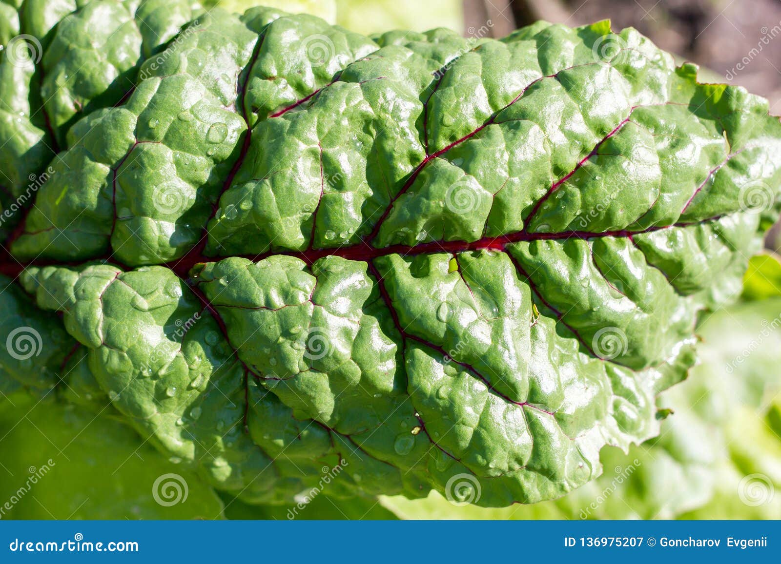 Belle Feuille De Betterave Rouge, Image stock - Image of jardinage ...