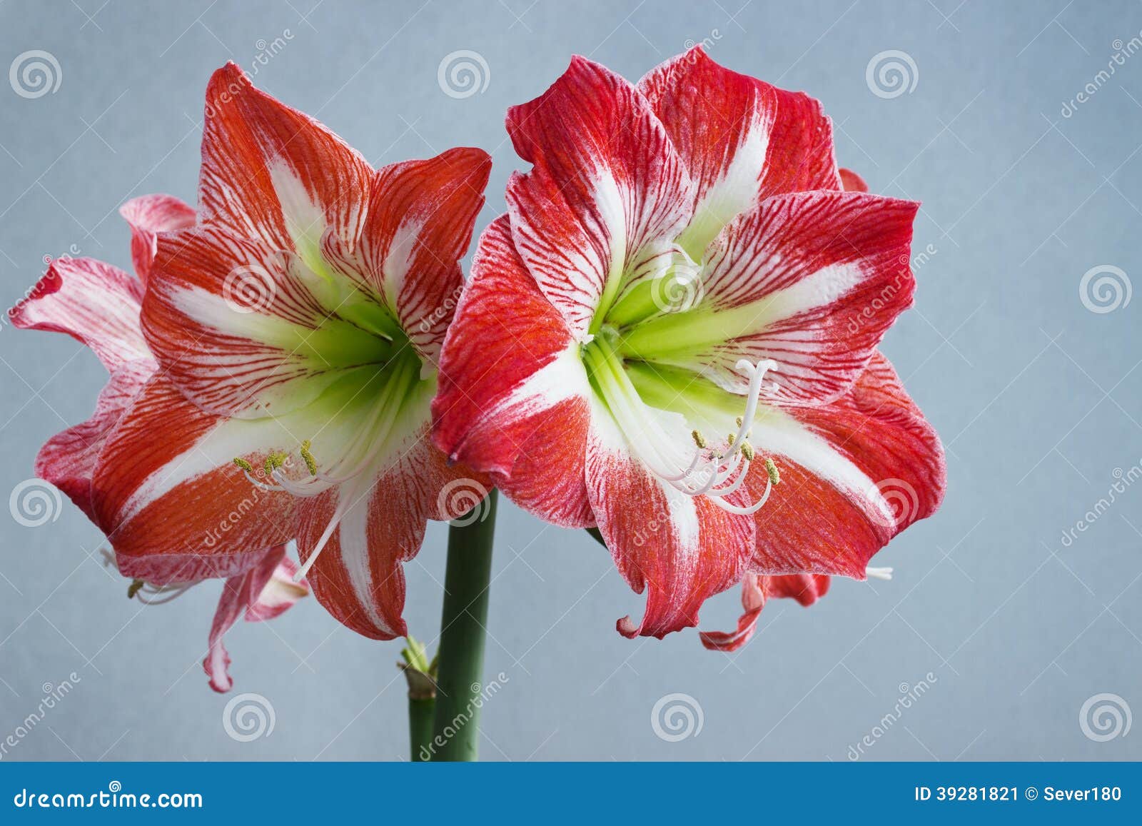 Belle Fleur D'amaryllis De Fleurs Au Printemps Image stock - Image du ...