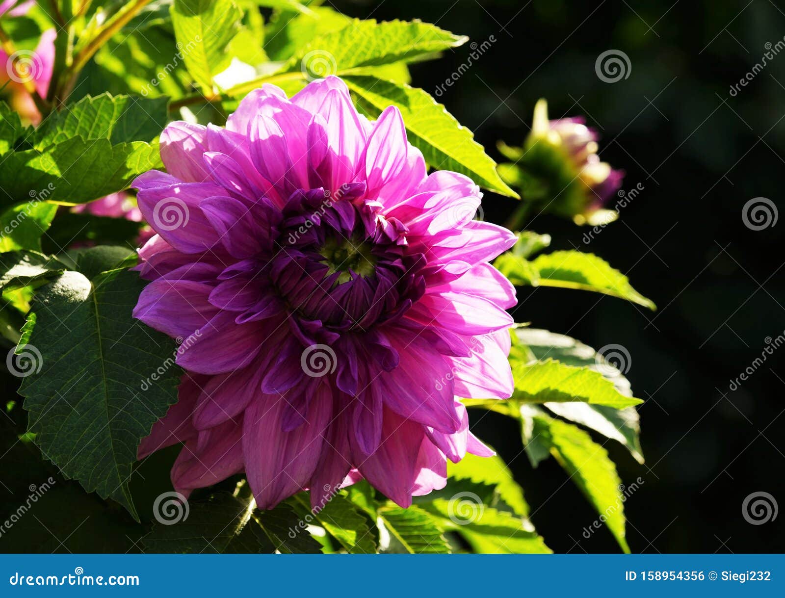 Belle fleur dahlia photo stock. Image du bouquet, floraison - 158954356