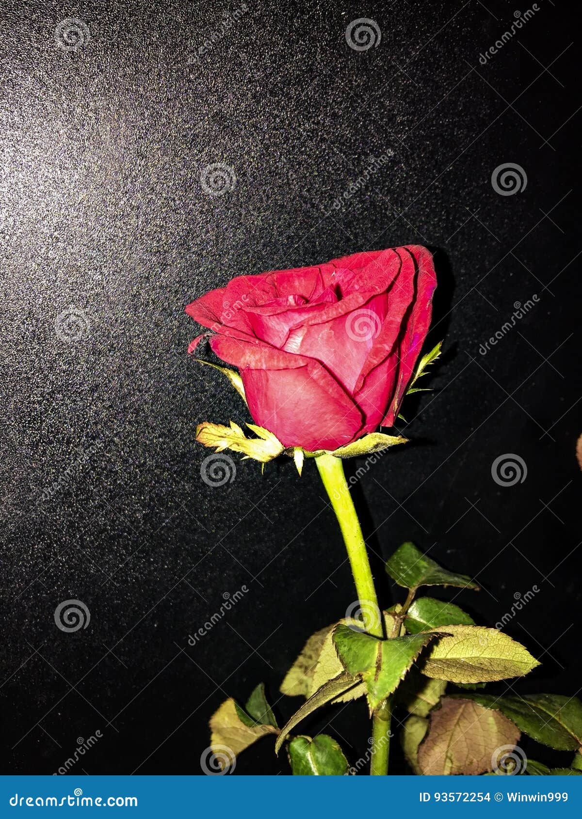 Belle Fleur De Rose D'angle Naturelle Pour L'amour Photo stock - Image ...