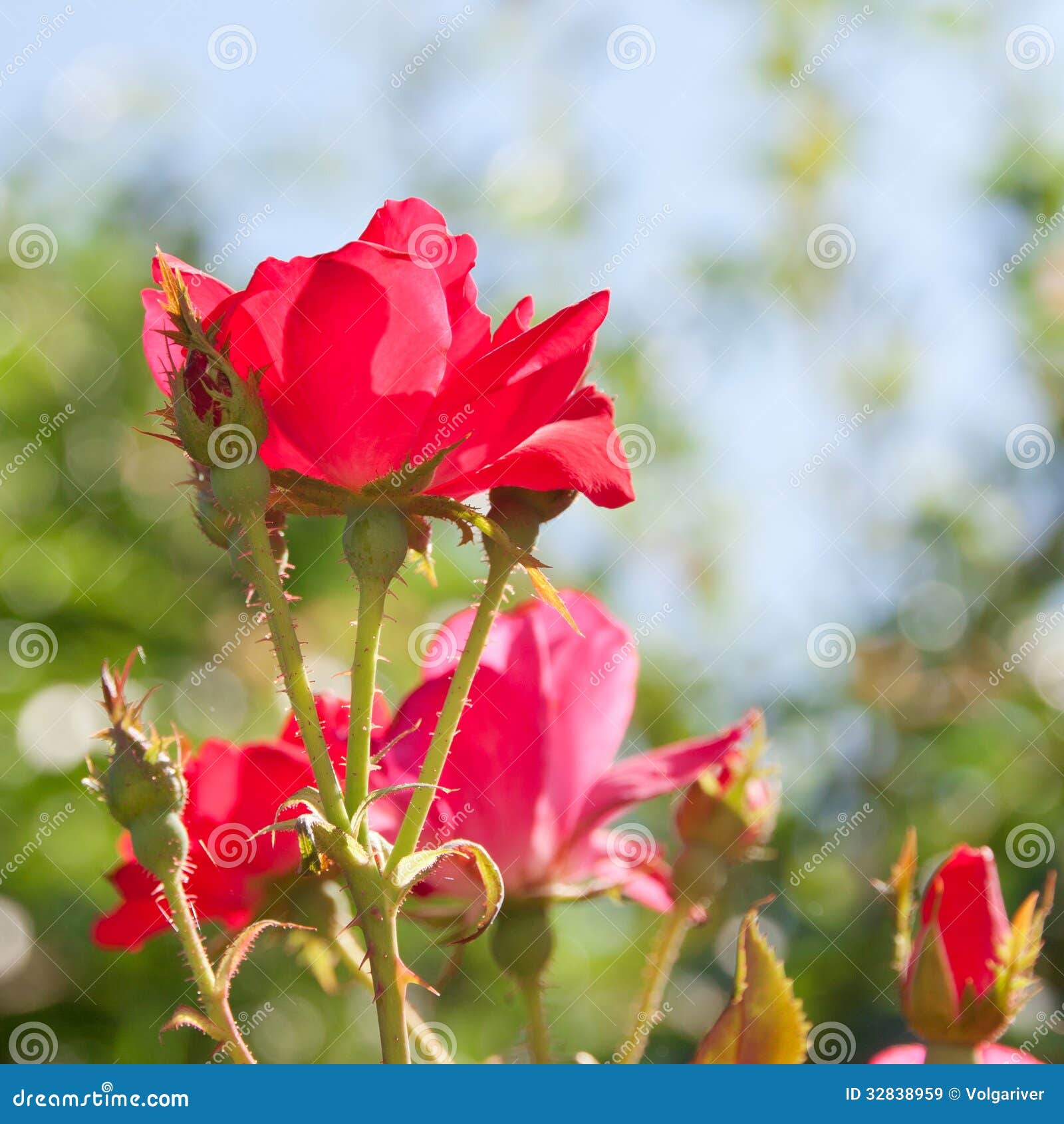 Belle Fleur De Rose De Rouge Dans Un Jardin. Image stock - Image du ...