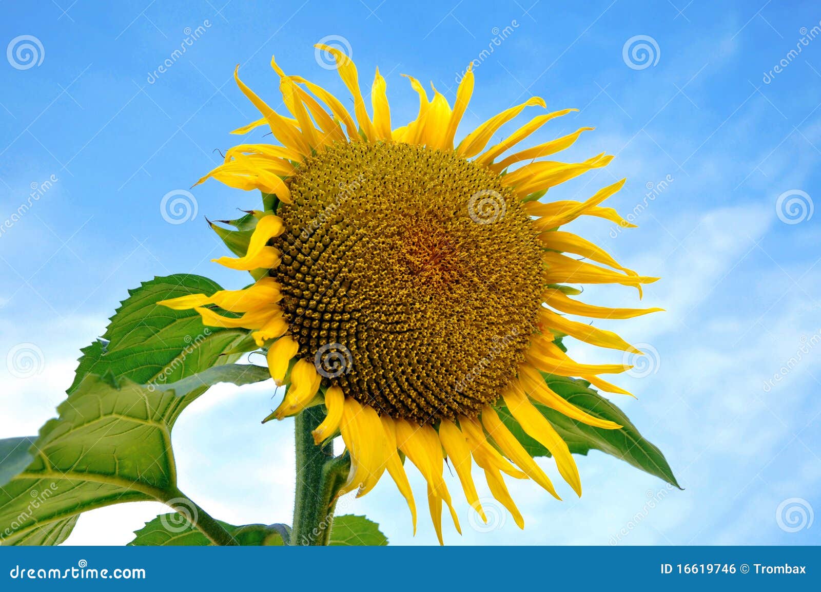 Belle fleur du soleil photo stock. Image du image, frais - 16619746