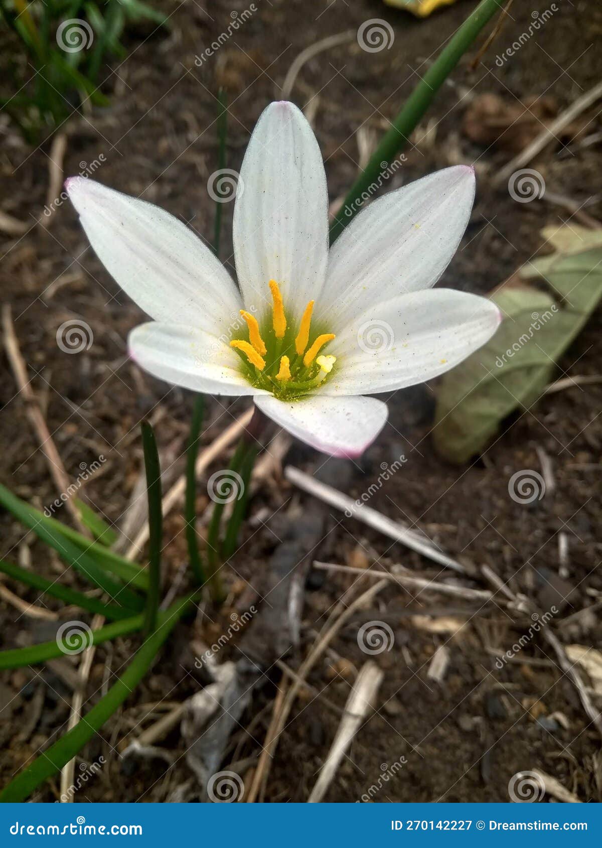 Belle fleur et seule image stock. Image du nature, herbe - 270142227