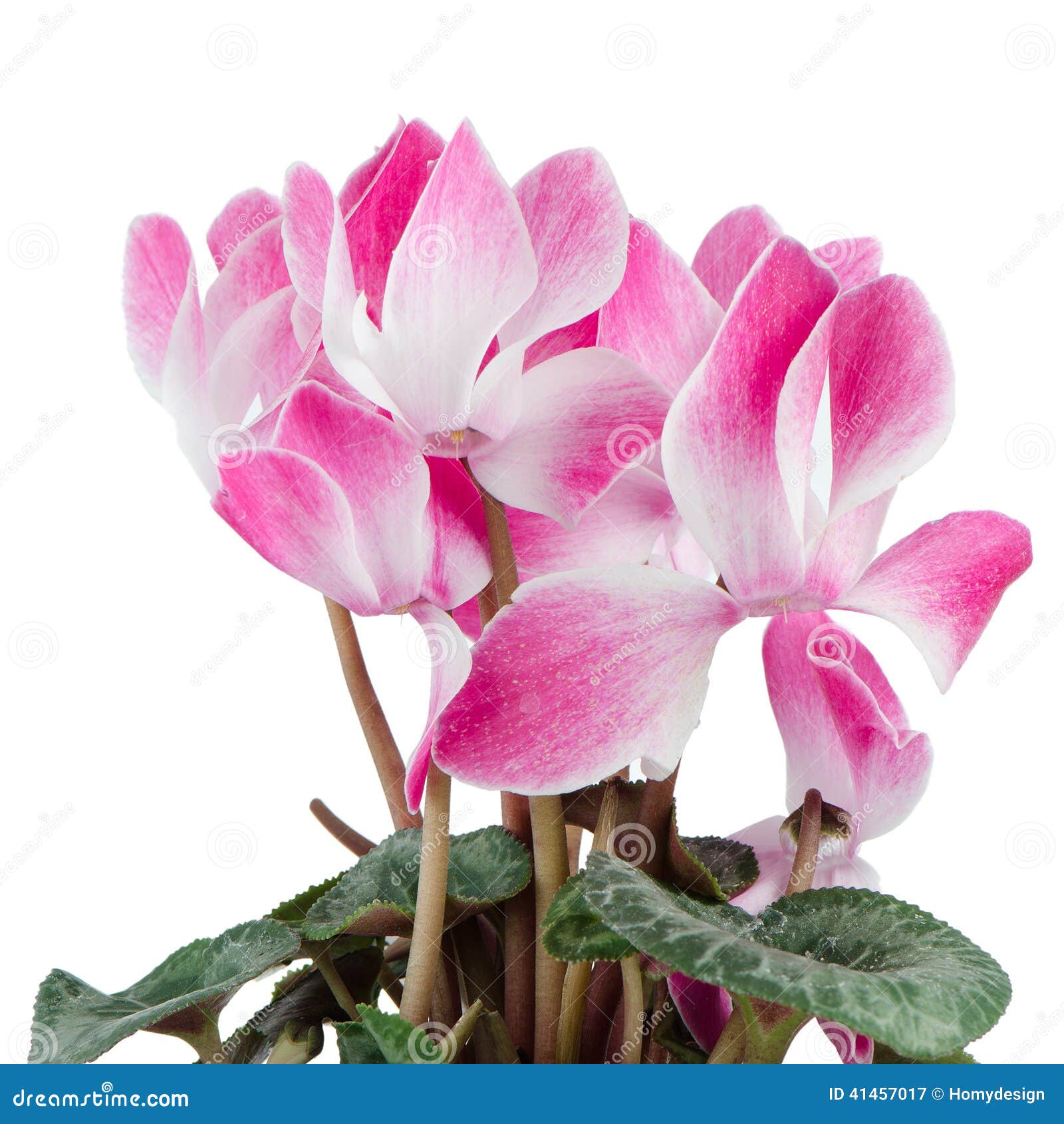 Belle Fleur Rose De Cyclamen Image stock - Image du rose, pétale: 41457017