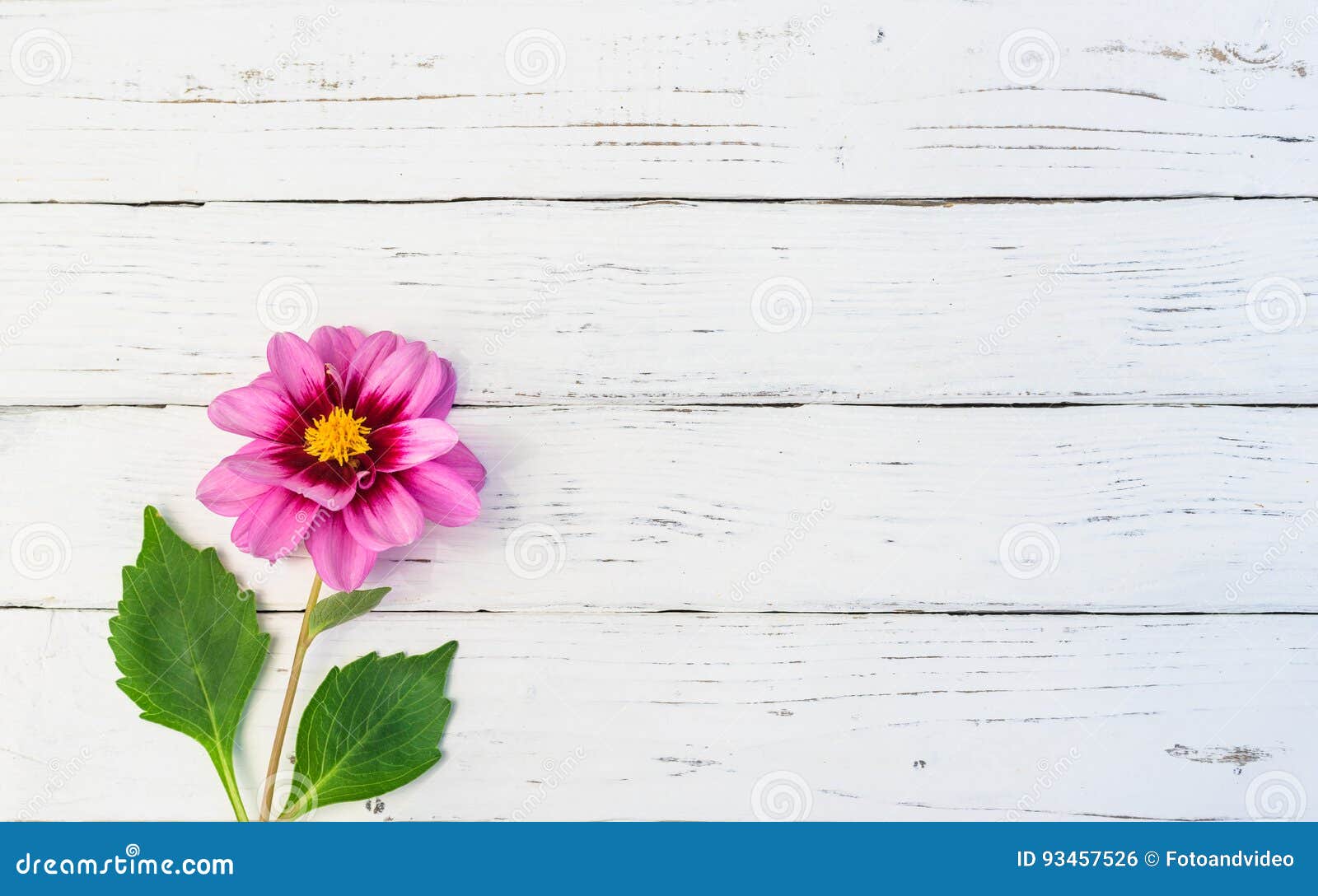 Belle fleur rose de dahlia photo stock. Image du trame - 93457526