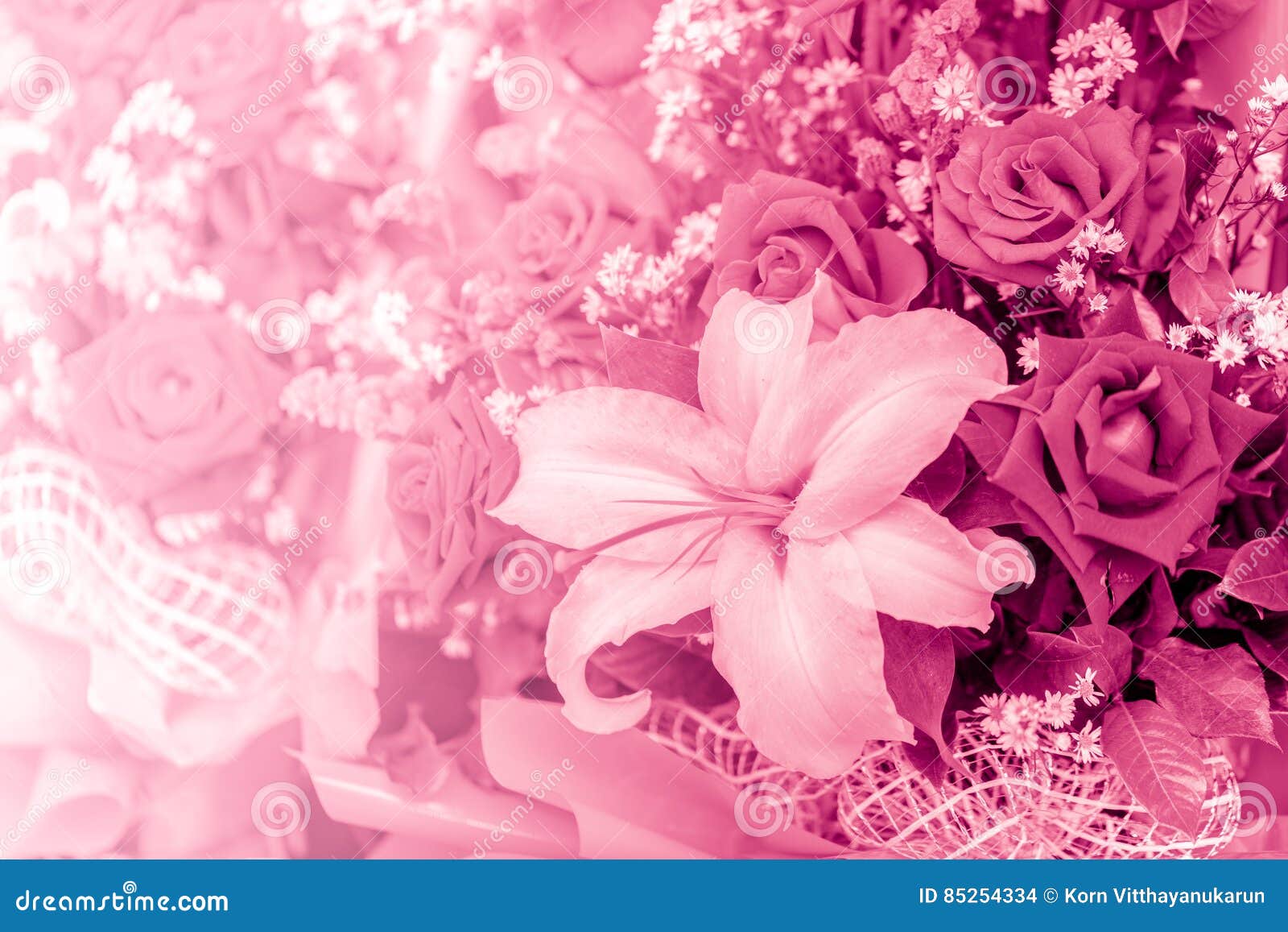 Belle Fleur Rose De Ton De Couleur D'amour Photo stock - Image du ...