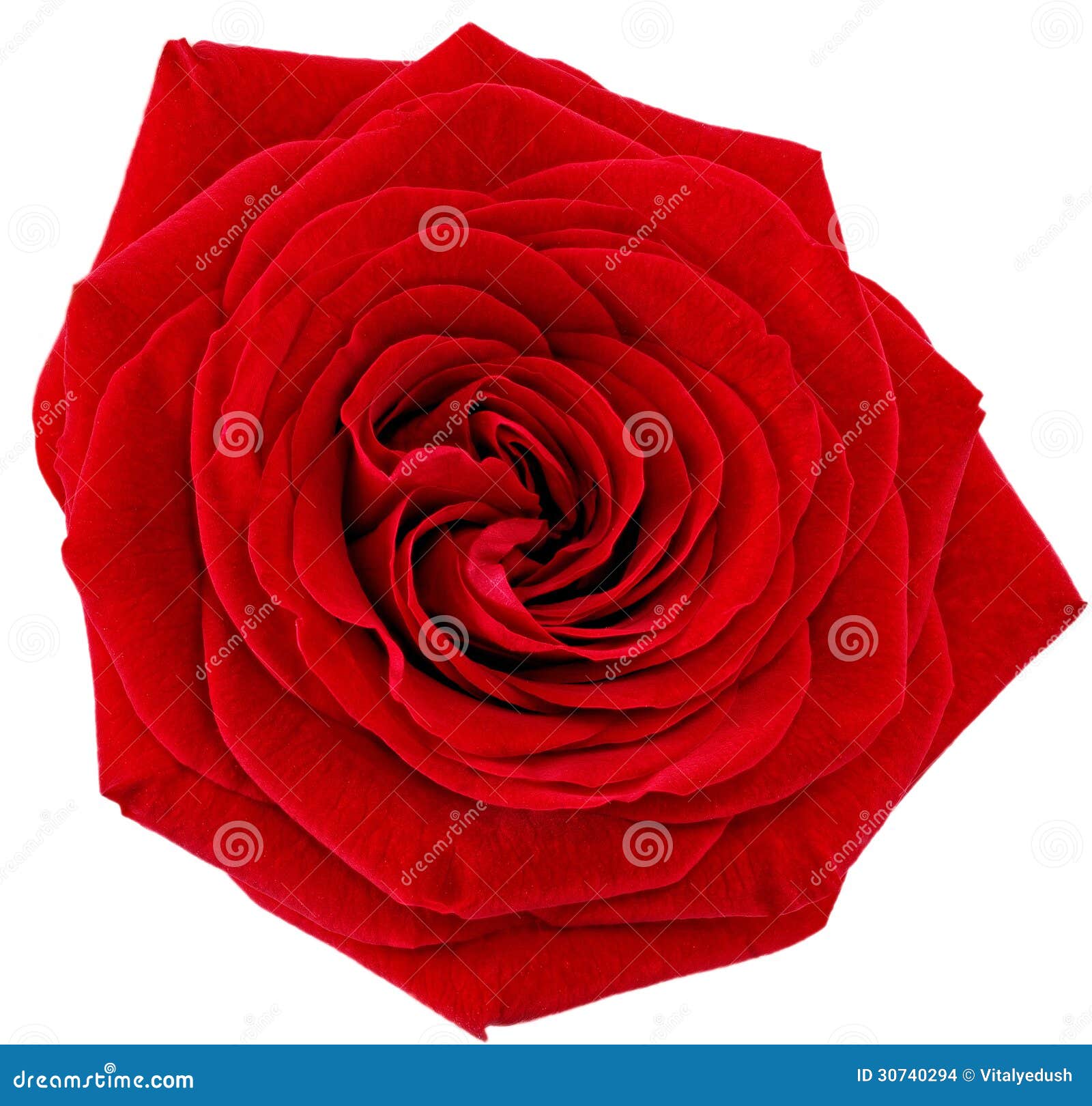 Belle Fleur Simple De Rose De Rouge. D'isolement. Photo stock - Image ...