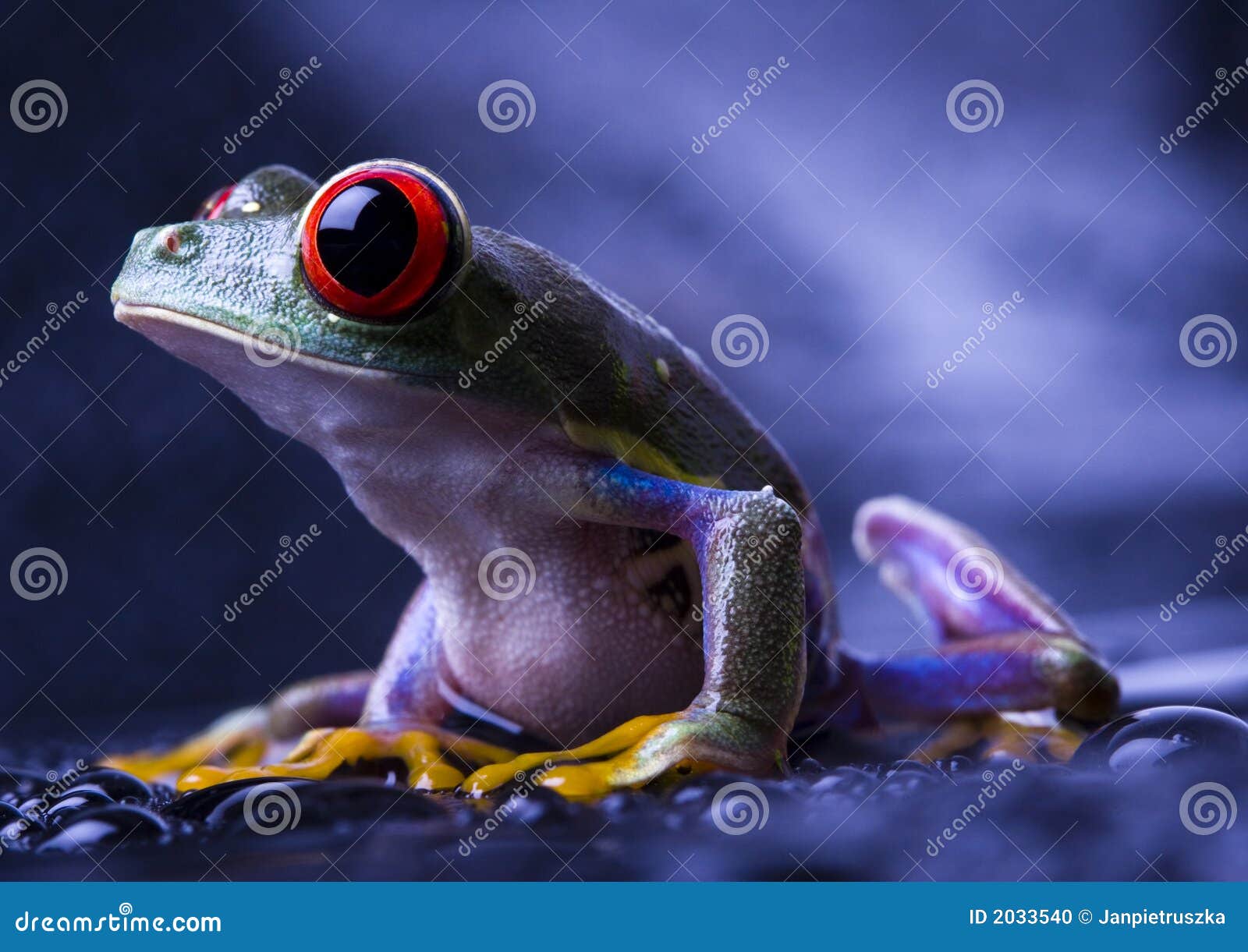 Belle grenouille rouge photo stock. Image du grand, animal - 2033540