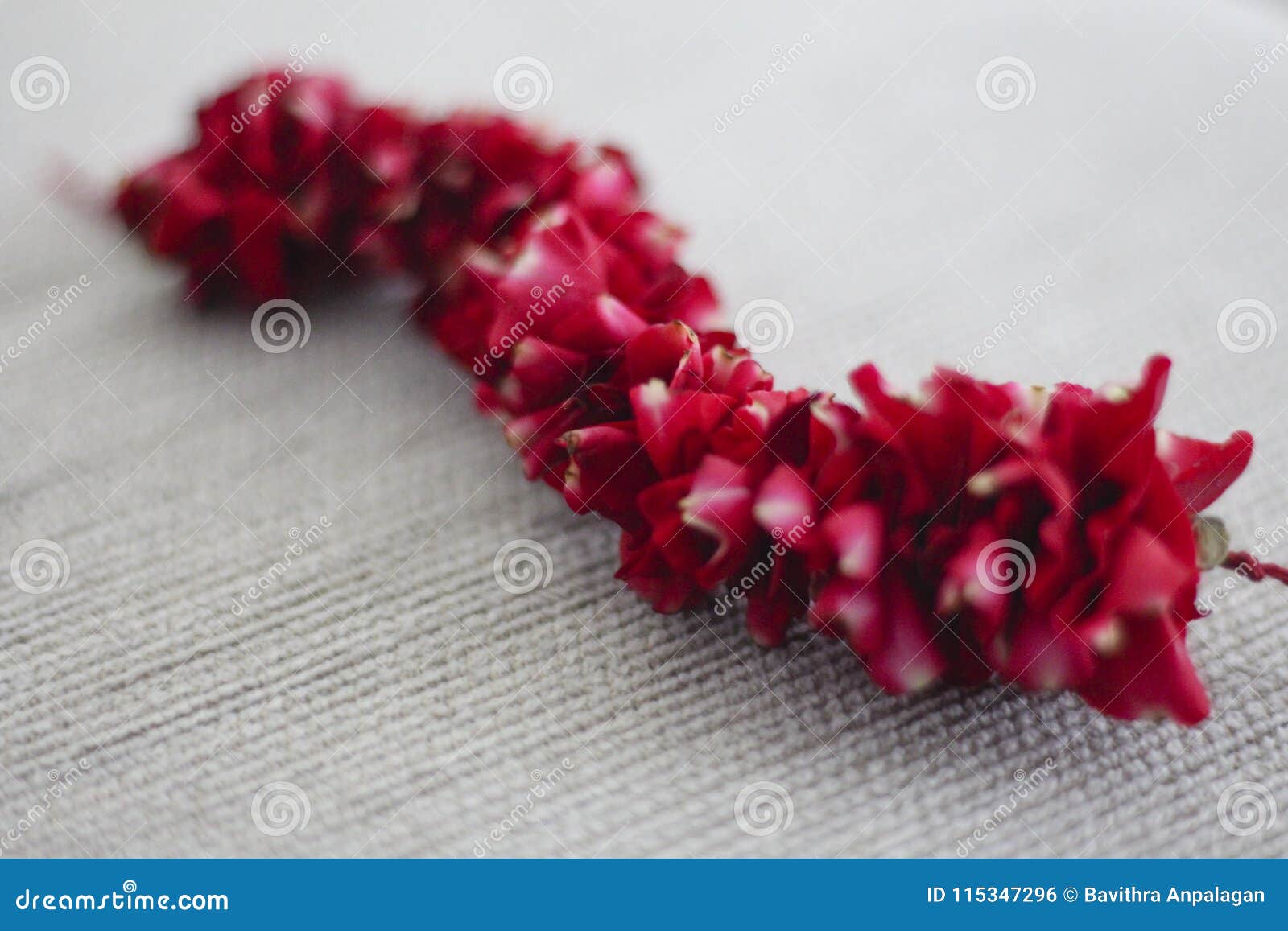 Belle Guirlande De Fleur De Rose De Rouge Photo stock - Image du coloré ...