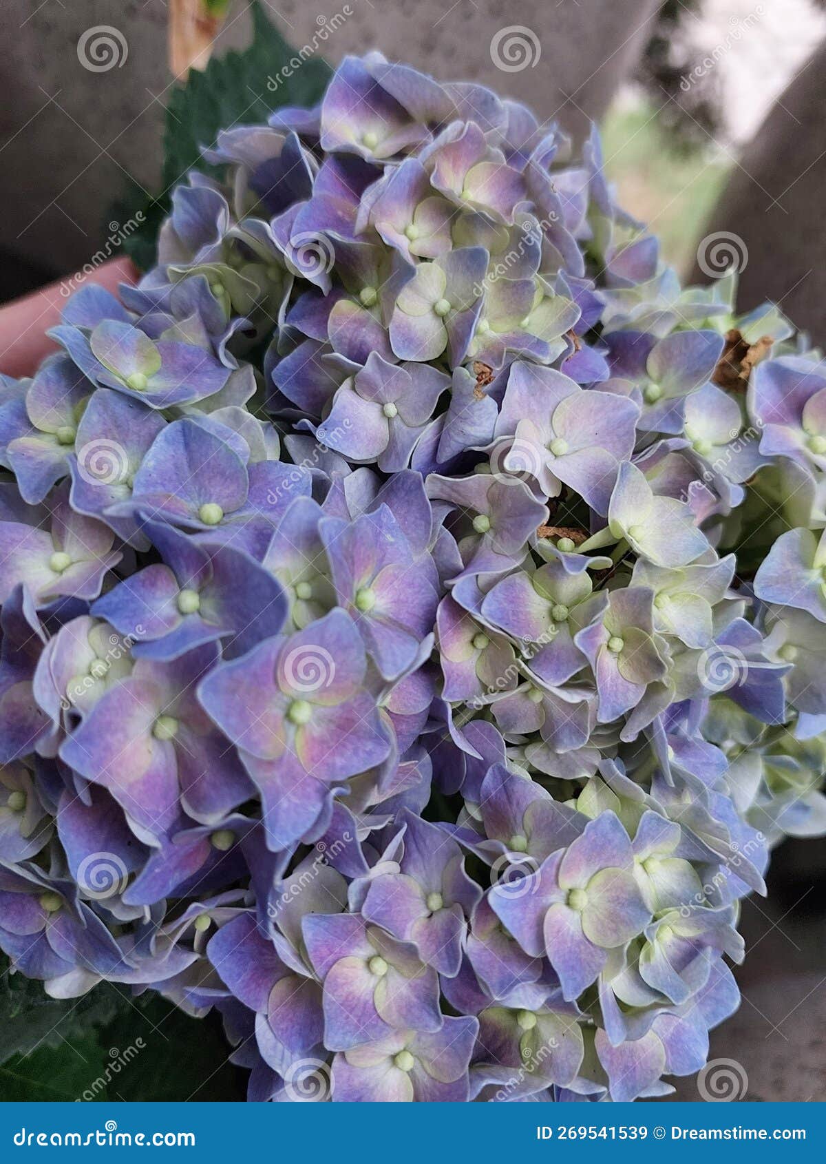 Belle Hydrangea Macrophylla Fleur Pourpre Fleurissant Le Matin Image ...