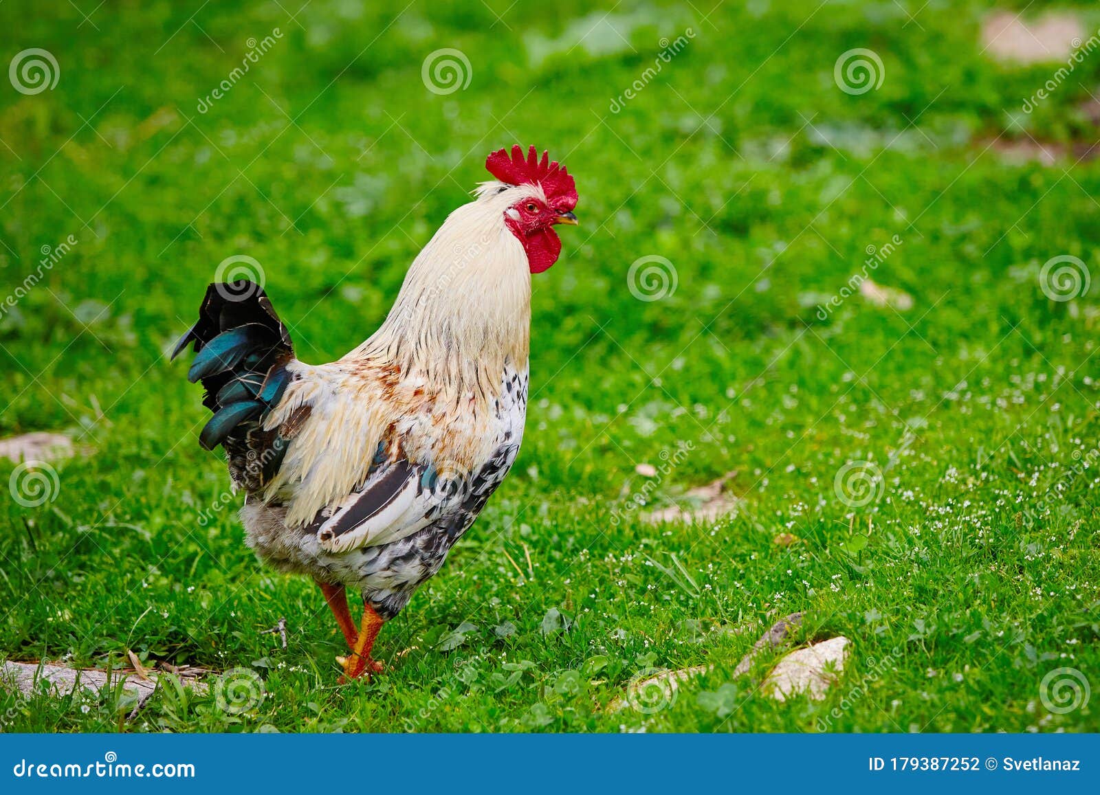 Belle Jeune Bite Sur Herbe Verte Photo stock - Image du clavette ...