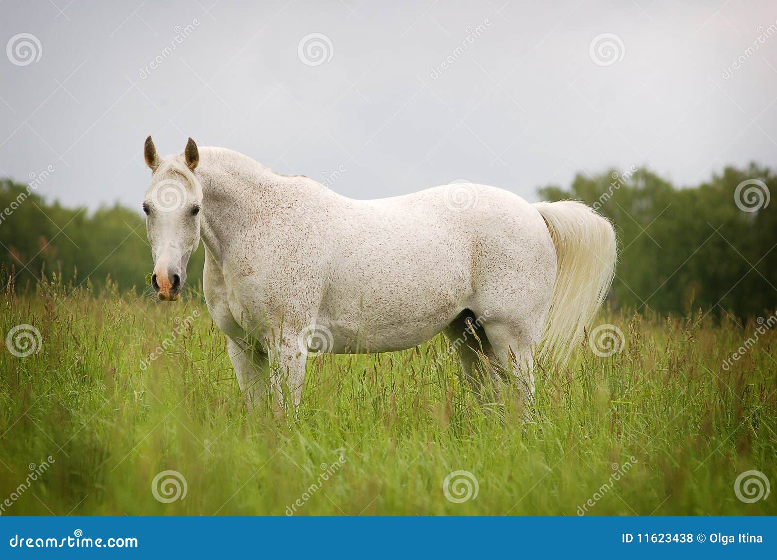 Belle jument Arabe libre photo stock. Image du attention - 11623438