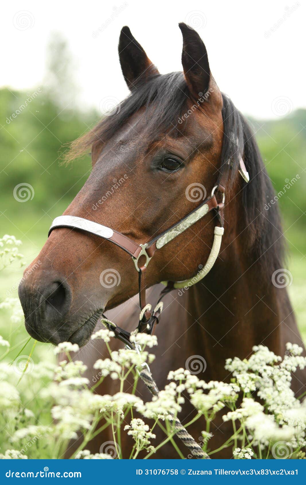 Belle Jument Brune Avec Le Licou Photo stock - Image du couleur, jument ...