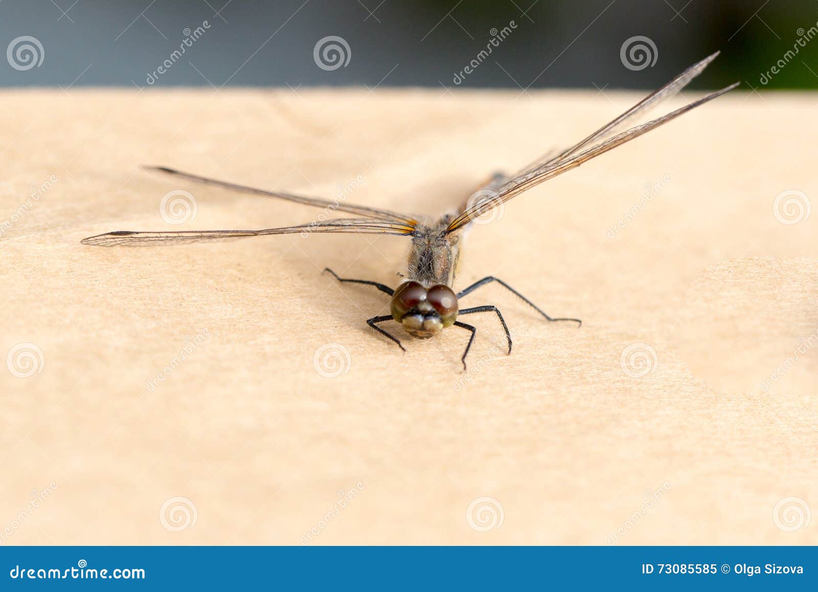 Belle Libellule Avec Les Ailes Transparentes Image stock - Image du ...