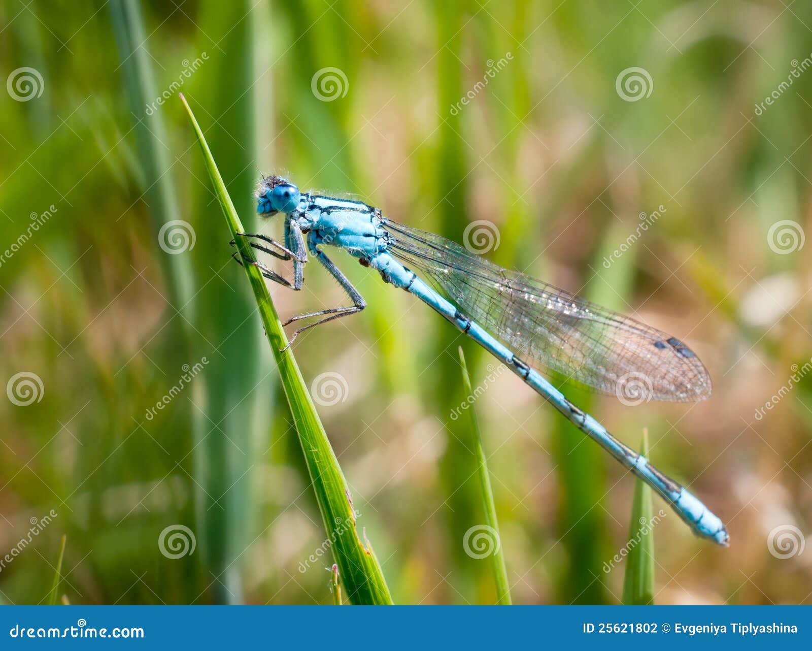 Belle libellule lumineuse photo stock. Image du details - 25621802