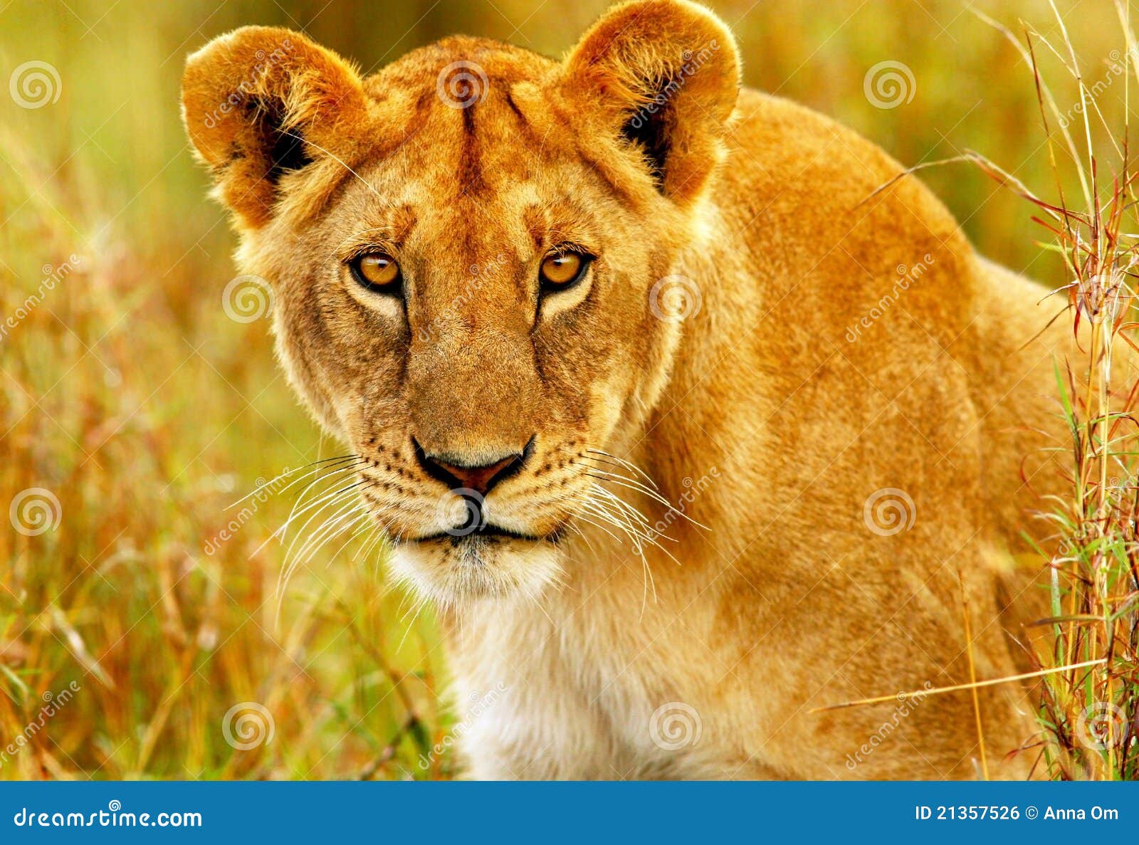 Belle Lionne Africaine Sauvage Photo stock - Image du regarder ...